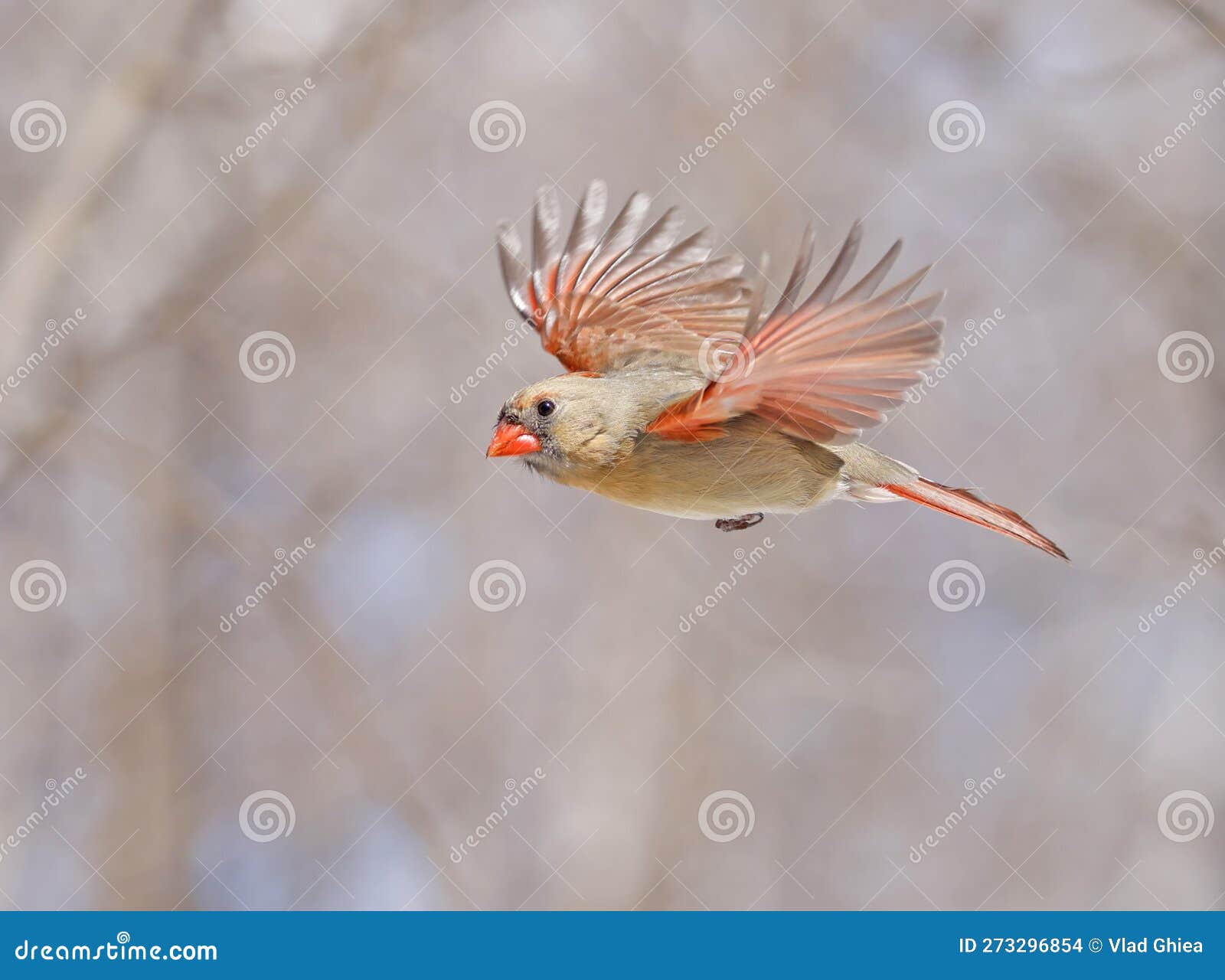 Northern Cardinal Female Flying, Quebec Stock Photo - Image of face ...