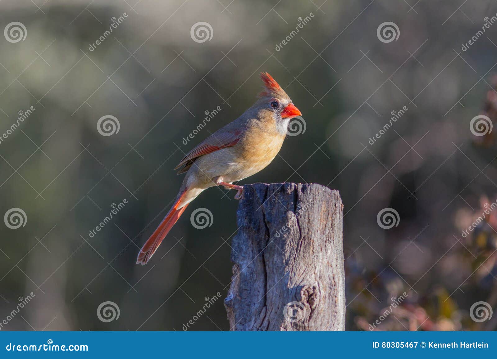 Northern Cardinal Female stock image. Image of bird, song - 80305467