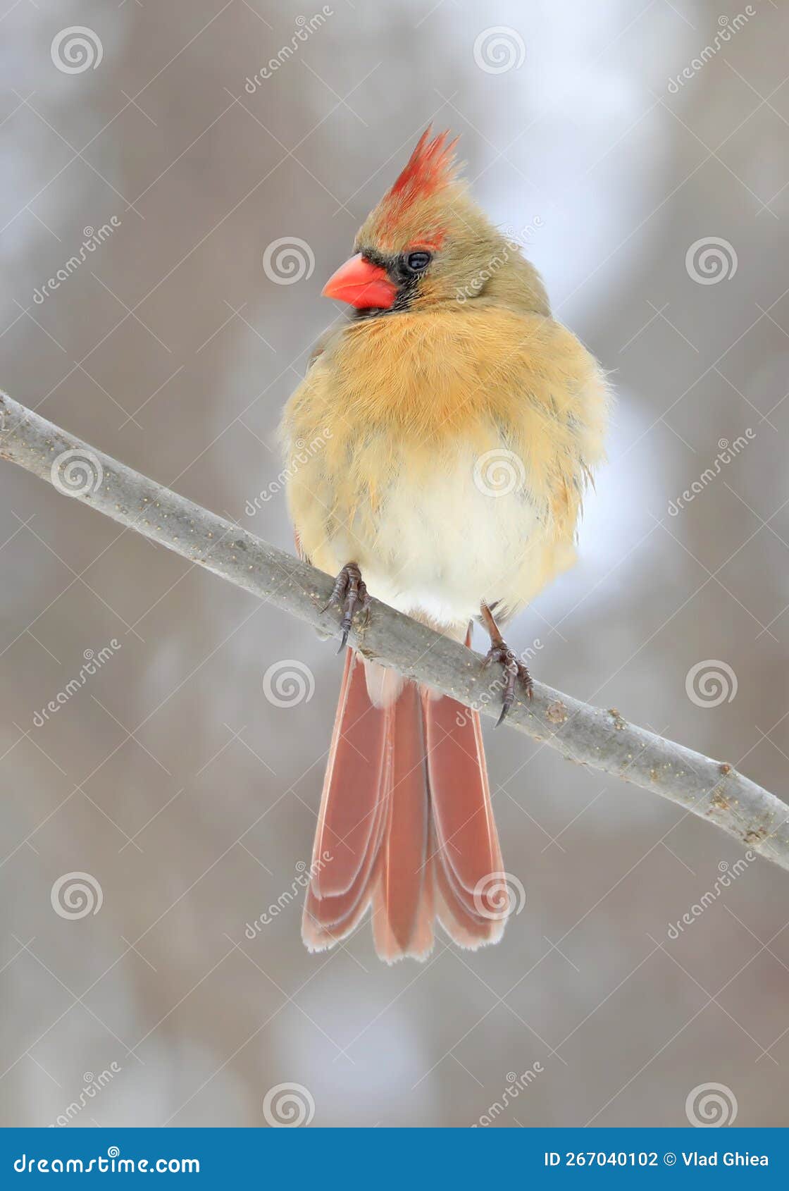 Northern Cardinal Female Sitting on a Tree Branch, Quebec Stock Photo ...