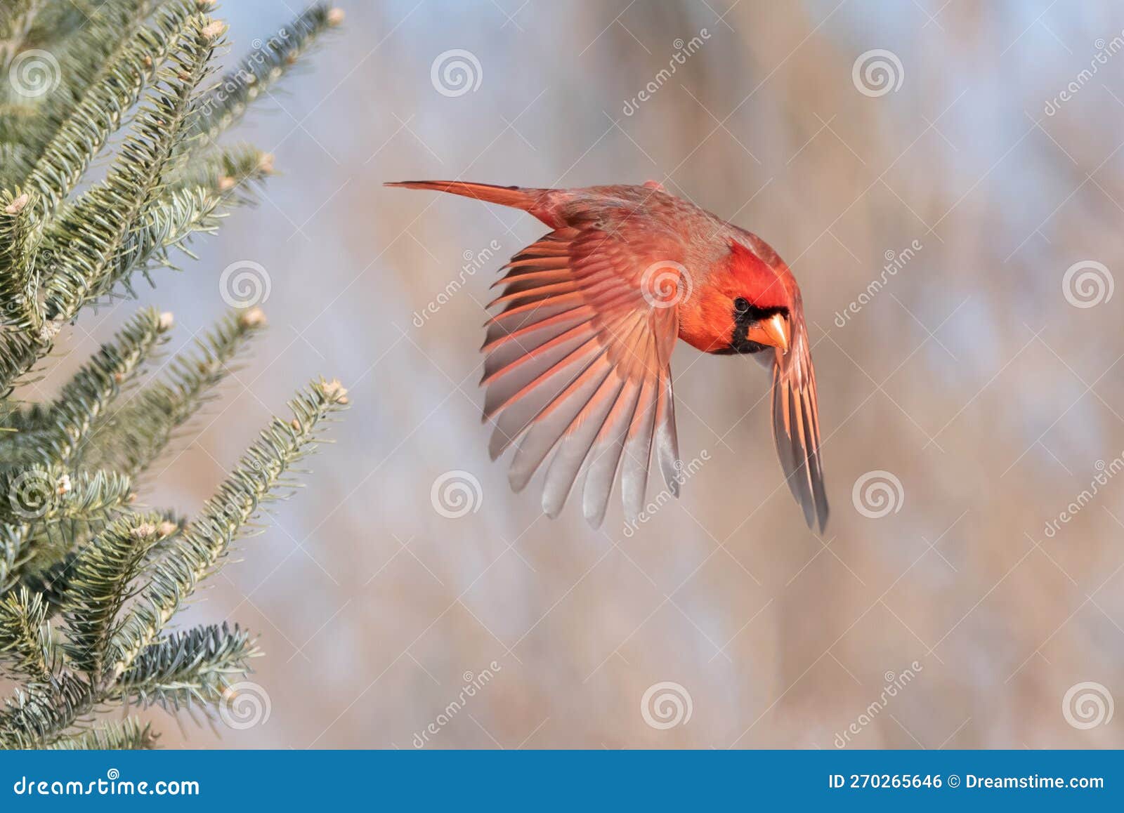 Northern Cardinal in Flight Stock Photo - Image of nature, branch ...