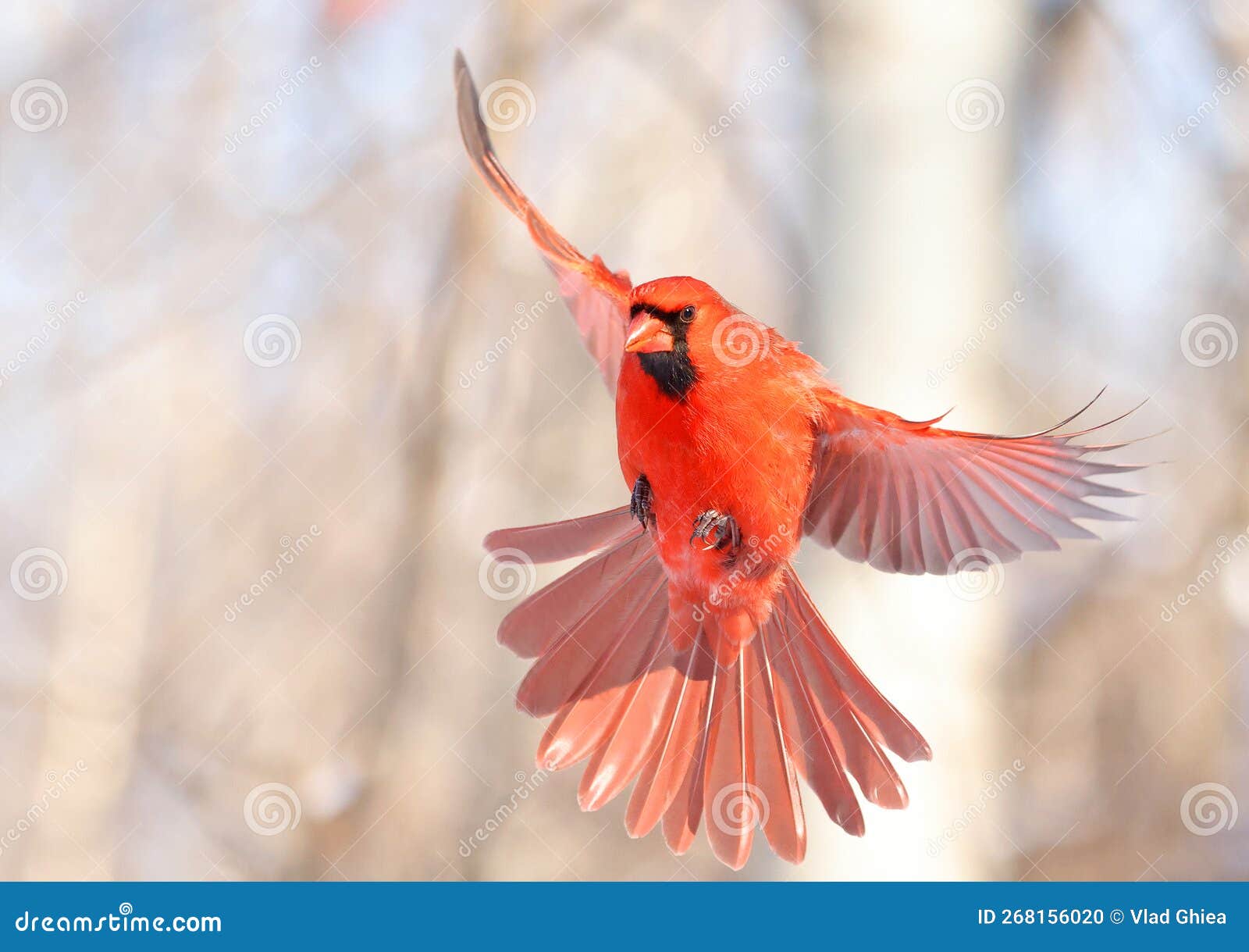 Northern Cardinal Flying, Quebec Stock Photo - Image of orange, fauna ...