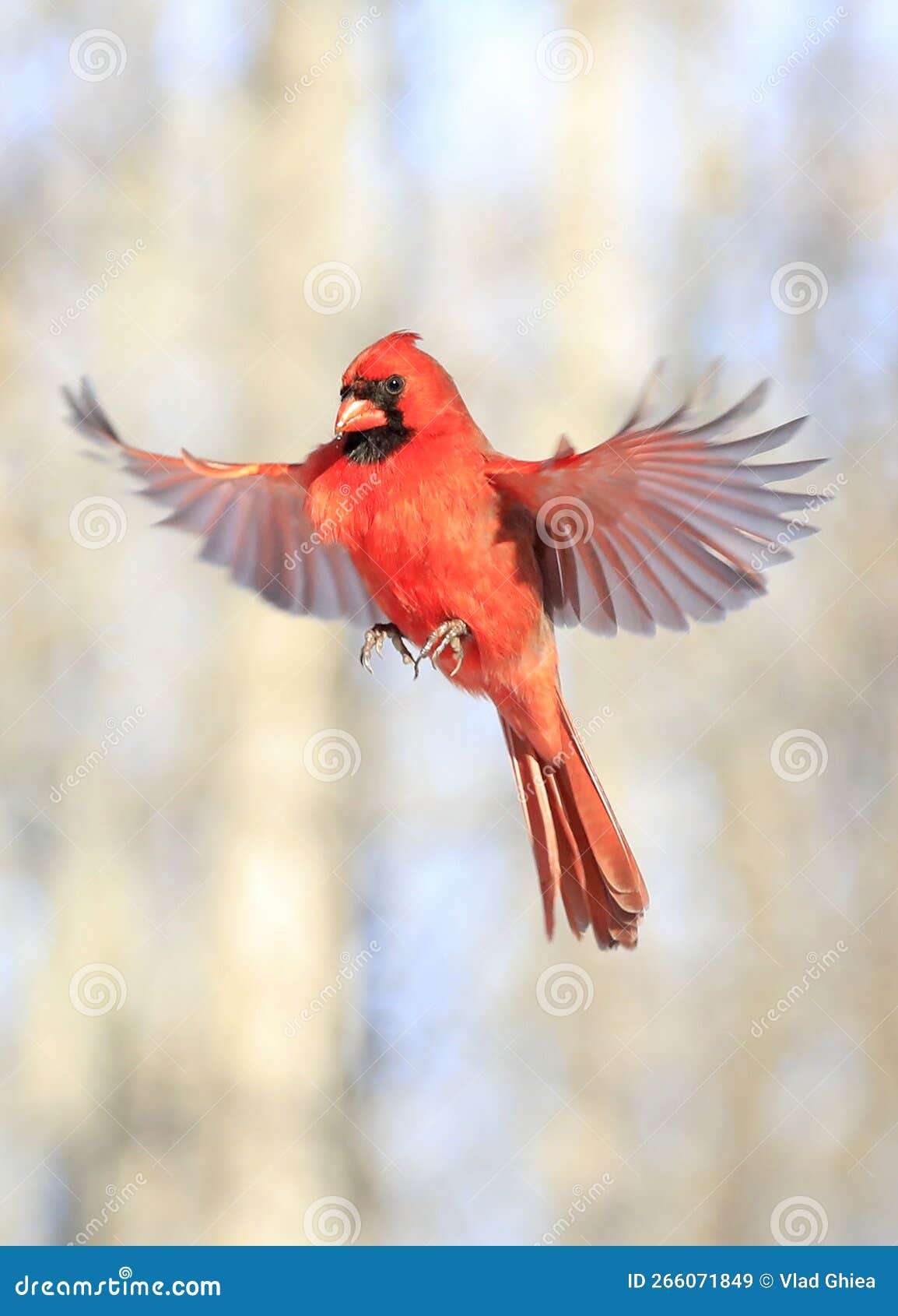 Northern Cardinal Flying, Quebec, Canada Stock Image - Image of ...