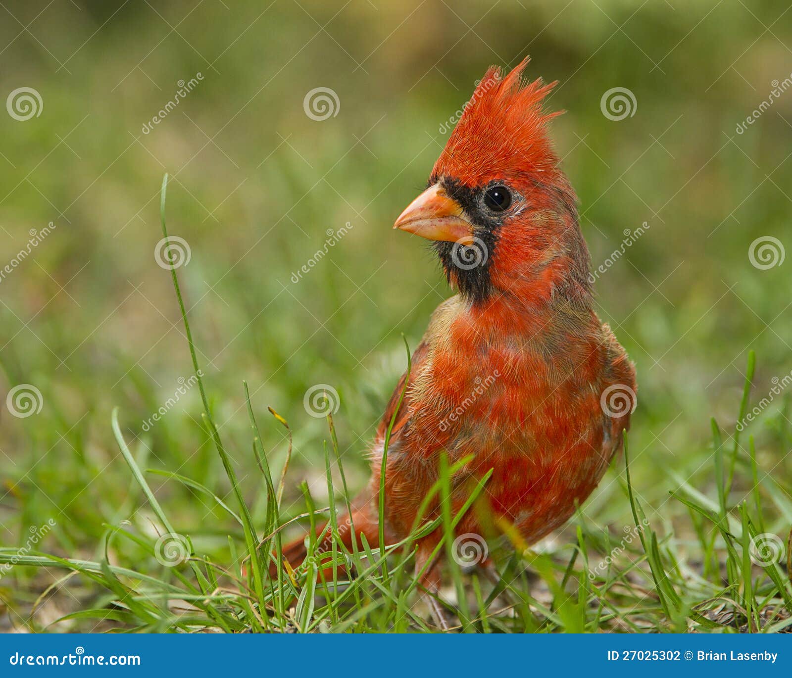 Northern Cardinal on the Ground Stock Photo - Image of seedeating ...