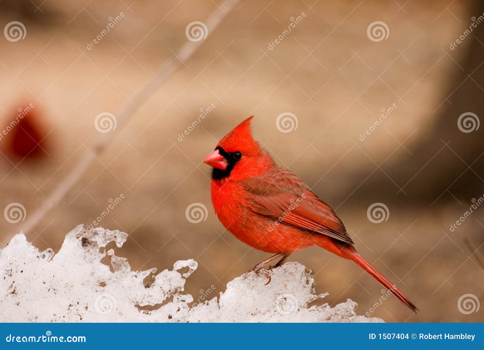 Northern Cardinal on Ice stock photo. Image of avian, winter - 1507404
