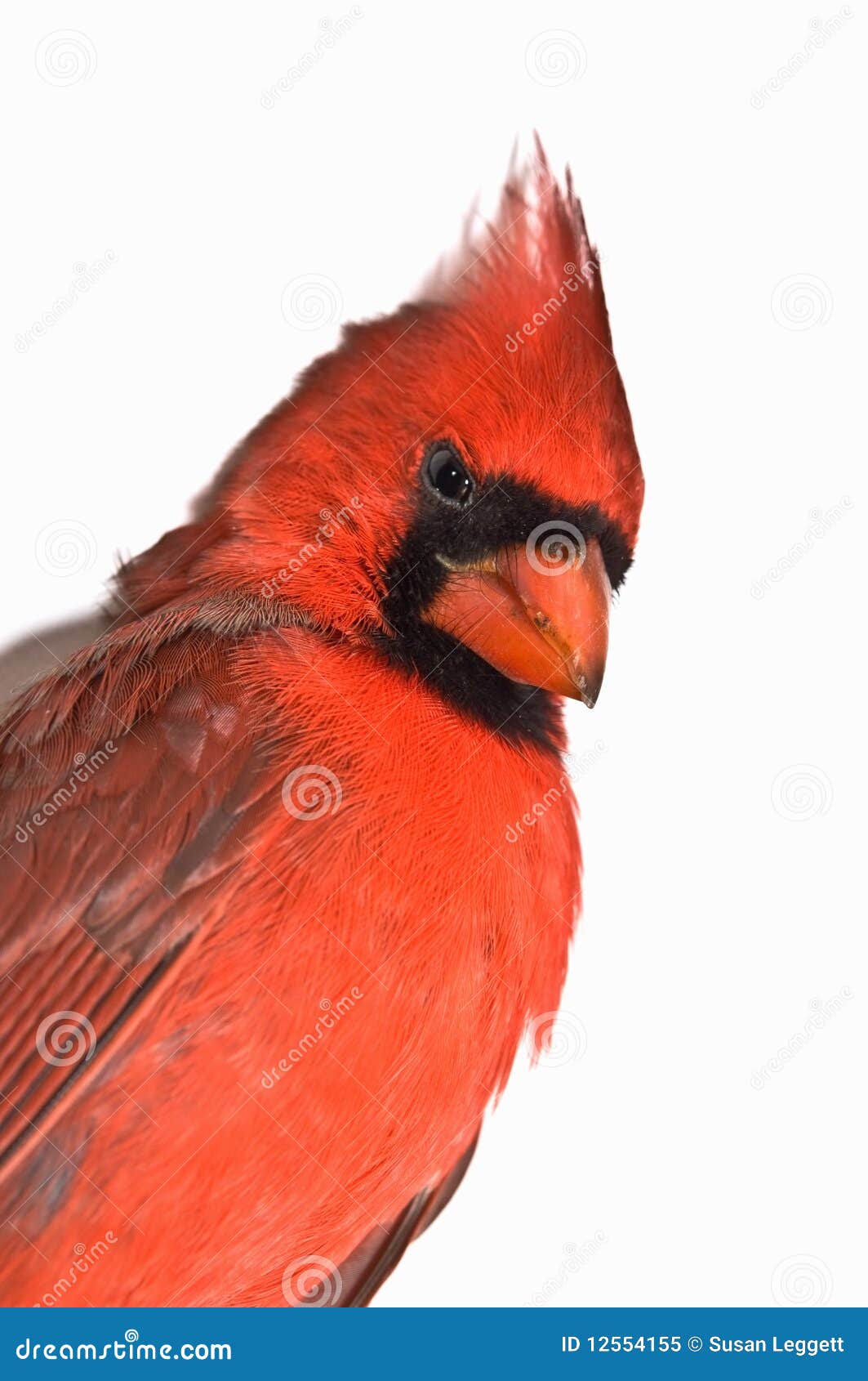 Northern Cardinal Isolated stock image. Image of animal - 12554155