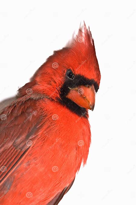 Northern Cardinal Isolated stock image. Image of animal - 12554155