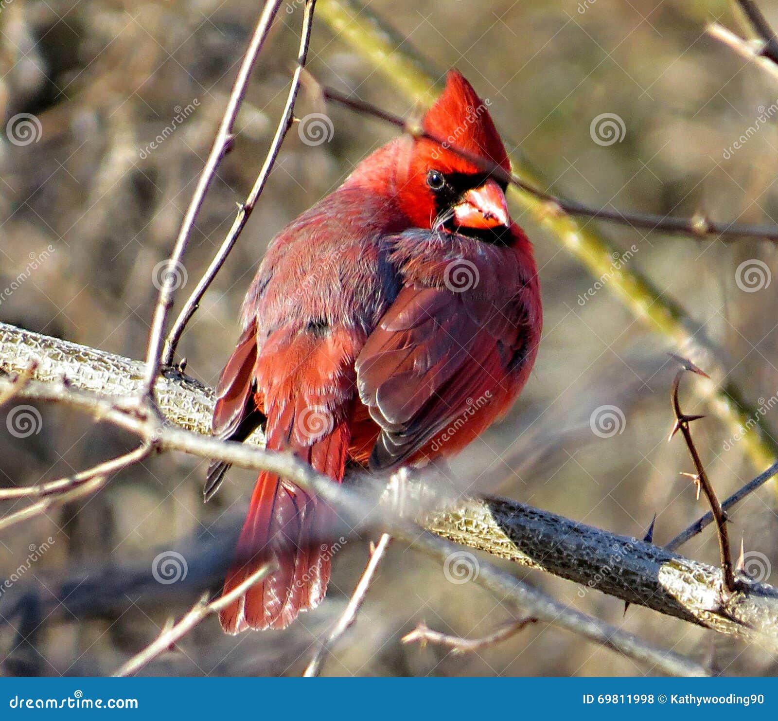 Northern Cardinal Looking Back Stock Photo - Image of male, feathers ...