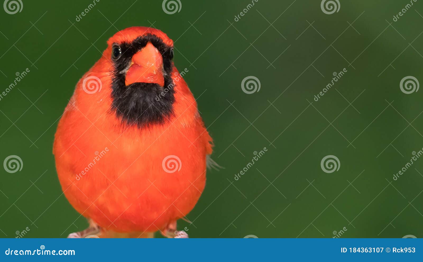Northern Cardinal Making Eye Contact while Perched on a Tree Branch ...