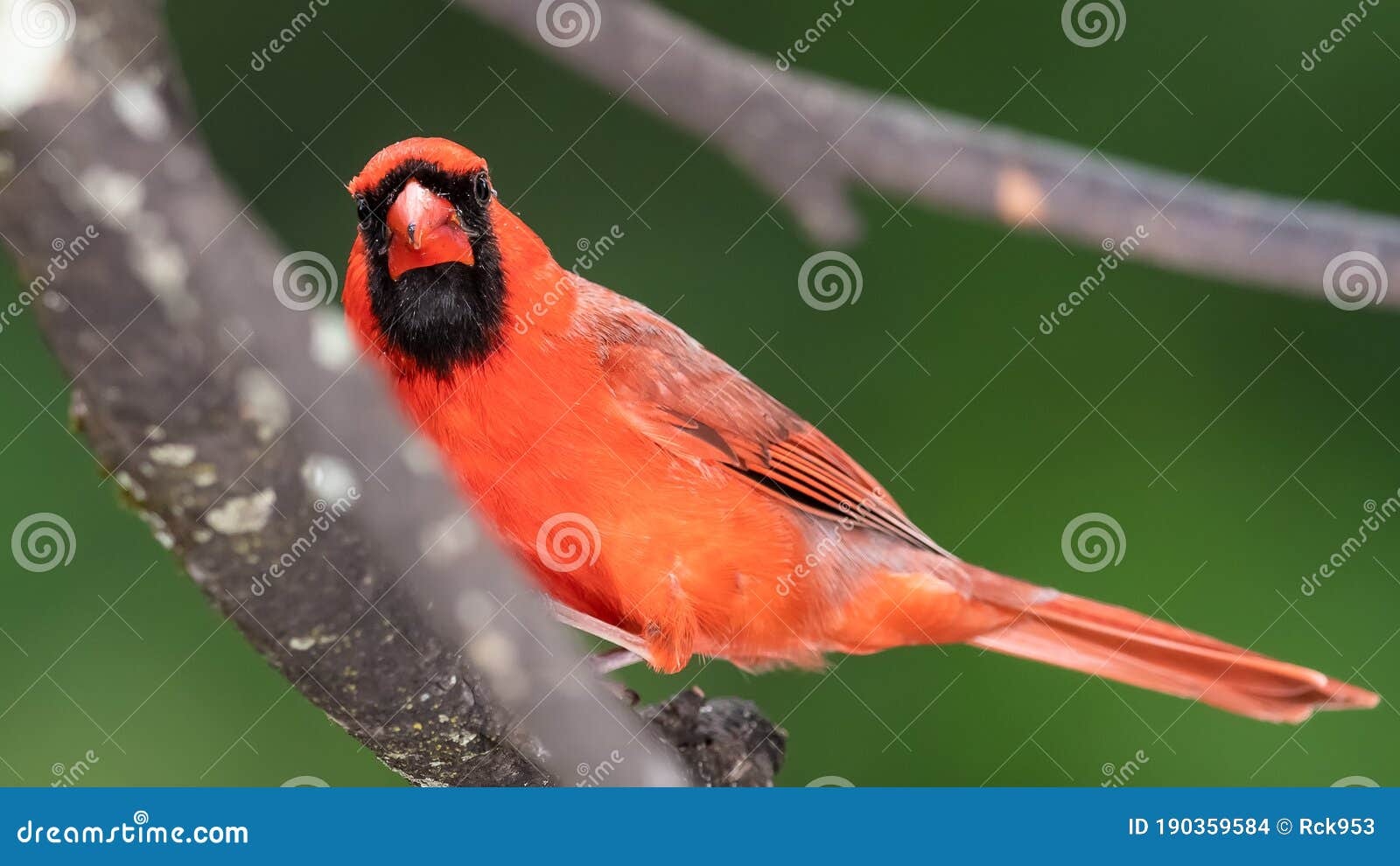 Northern Cardinal Making Eye Contact while Perched on a Tree Branch ...