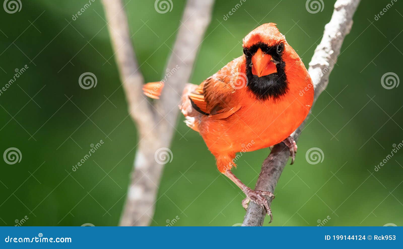 Northern Cardinal Making Eye Contact while Perched on a Tree Branch ...