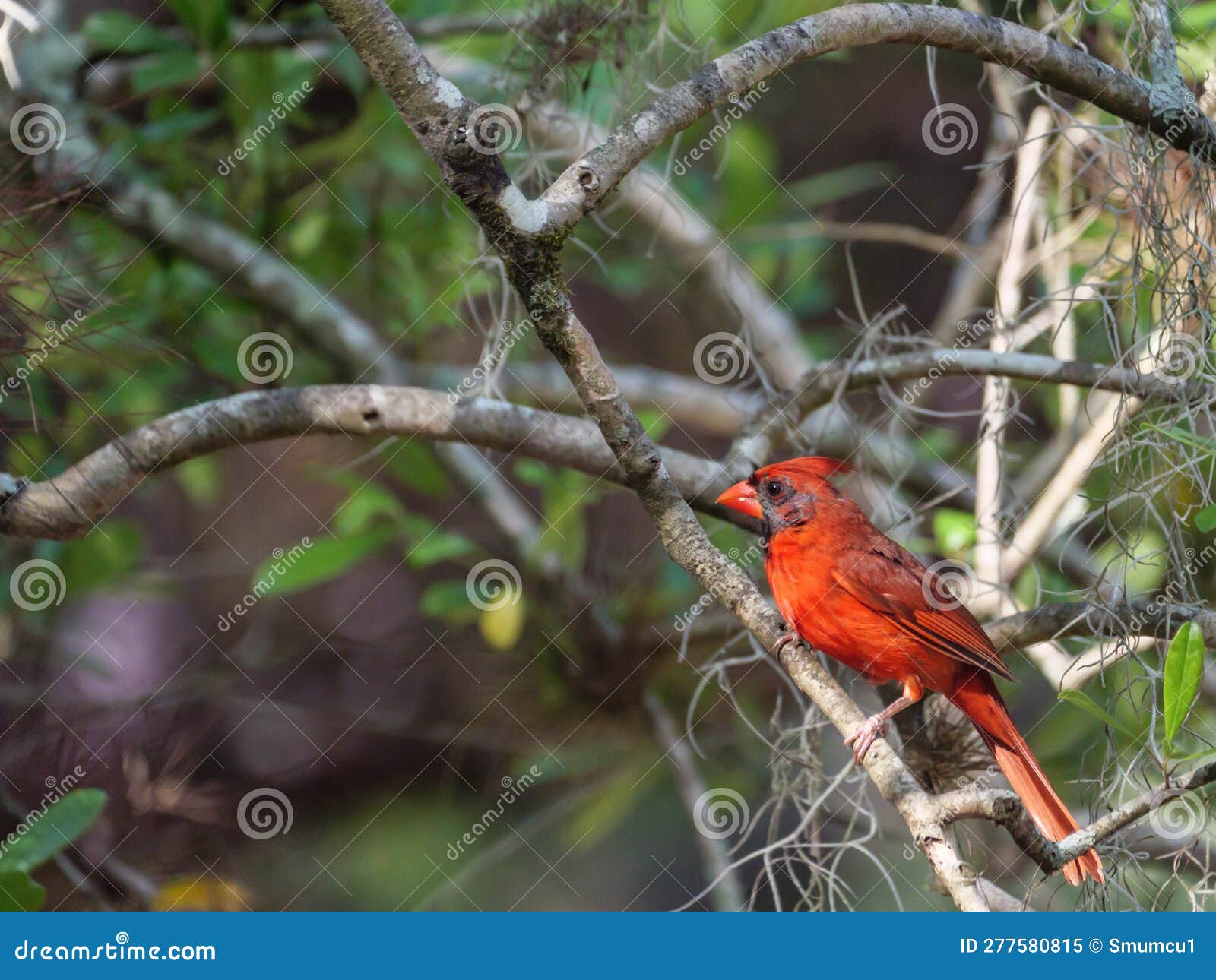 Red Northern Cardinal Male Sitting on a Branch Stock Image - Image of ...