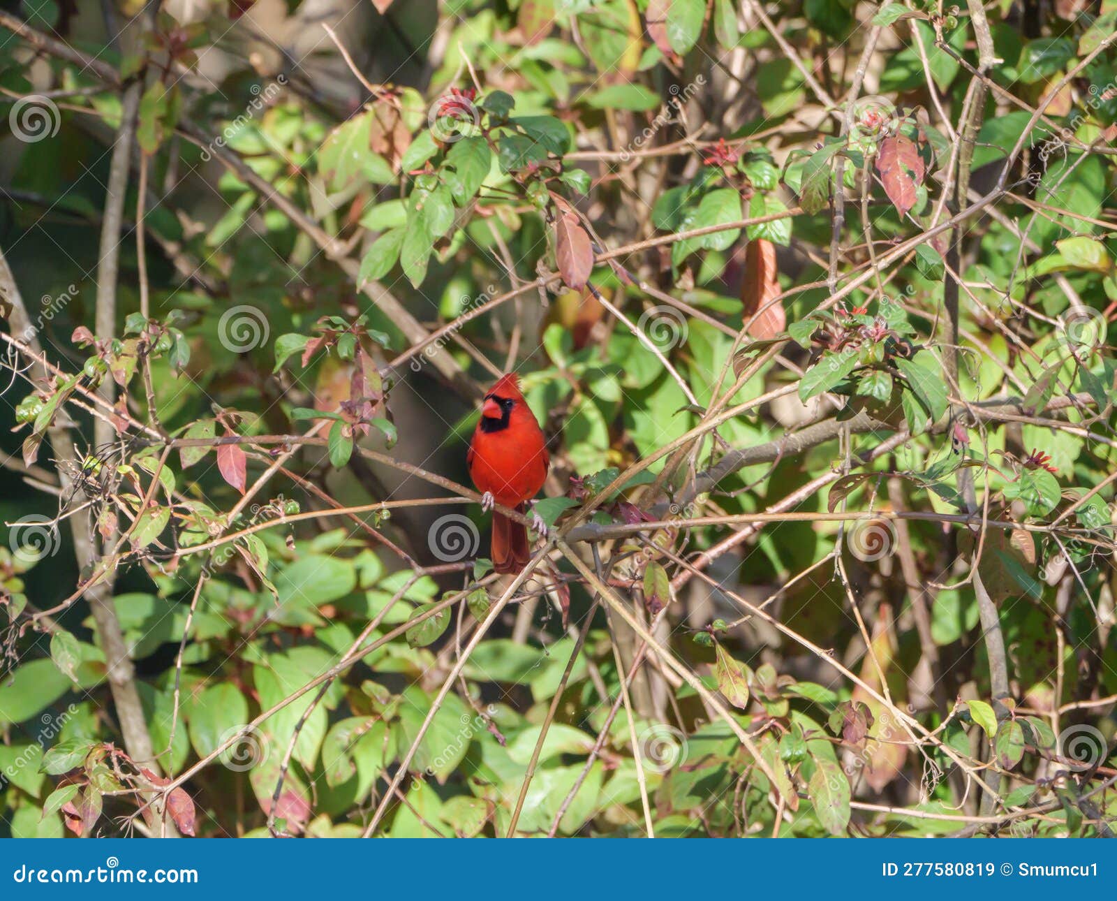 Red Northern Cardinal Male Sitting on a Branch Stock Image - Image of ...