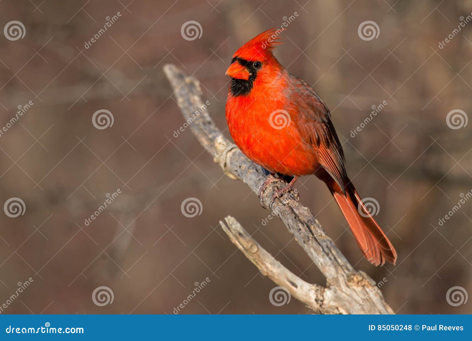 Northern Cardinal - Cardinalis Cardinalis Stock Photo - Image of ...