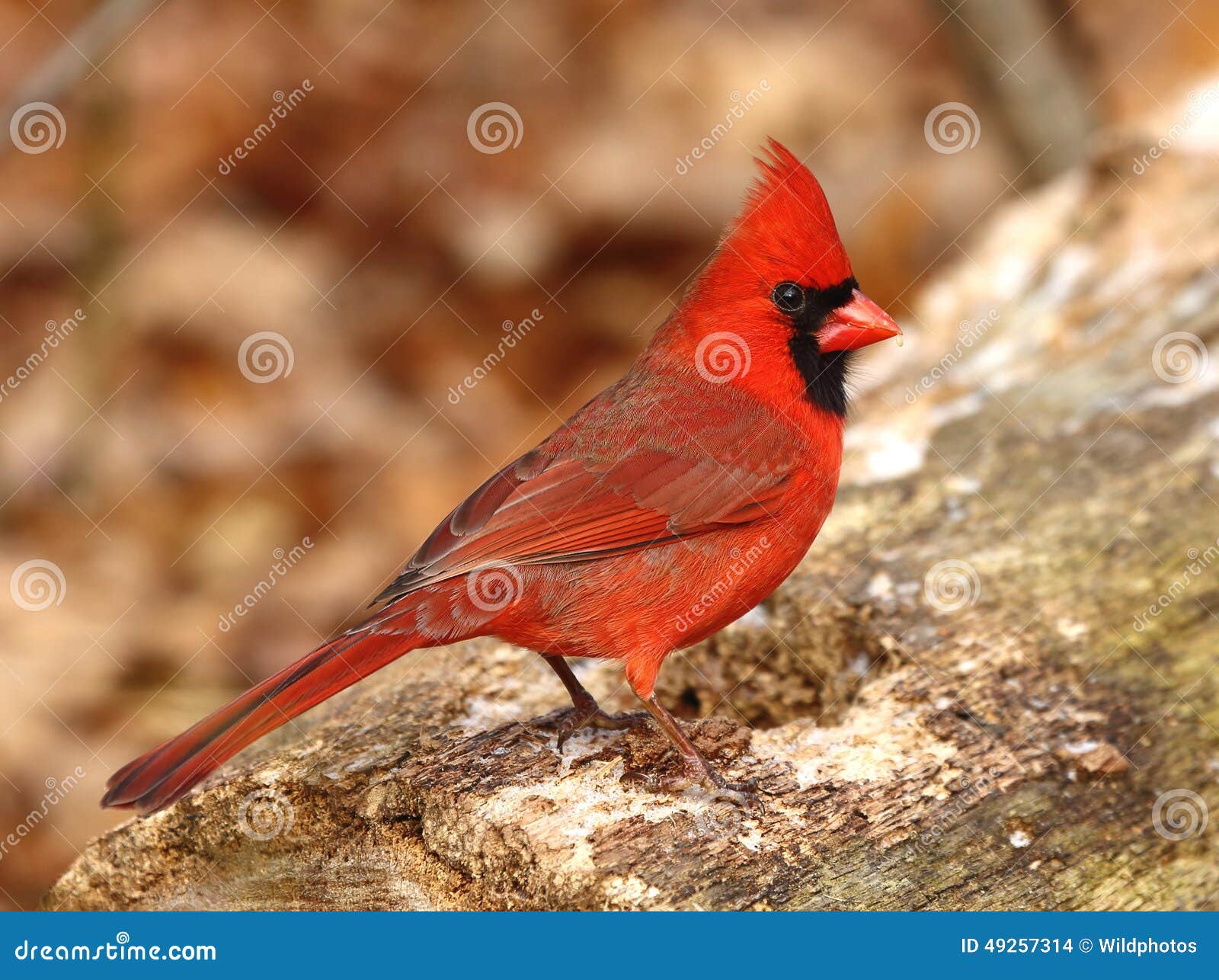 Northern Cardinal stock photo. Image of male, redbird - 49257314