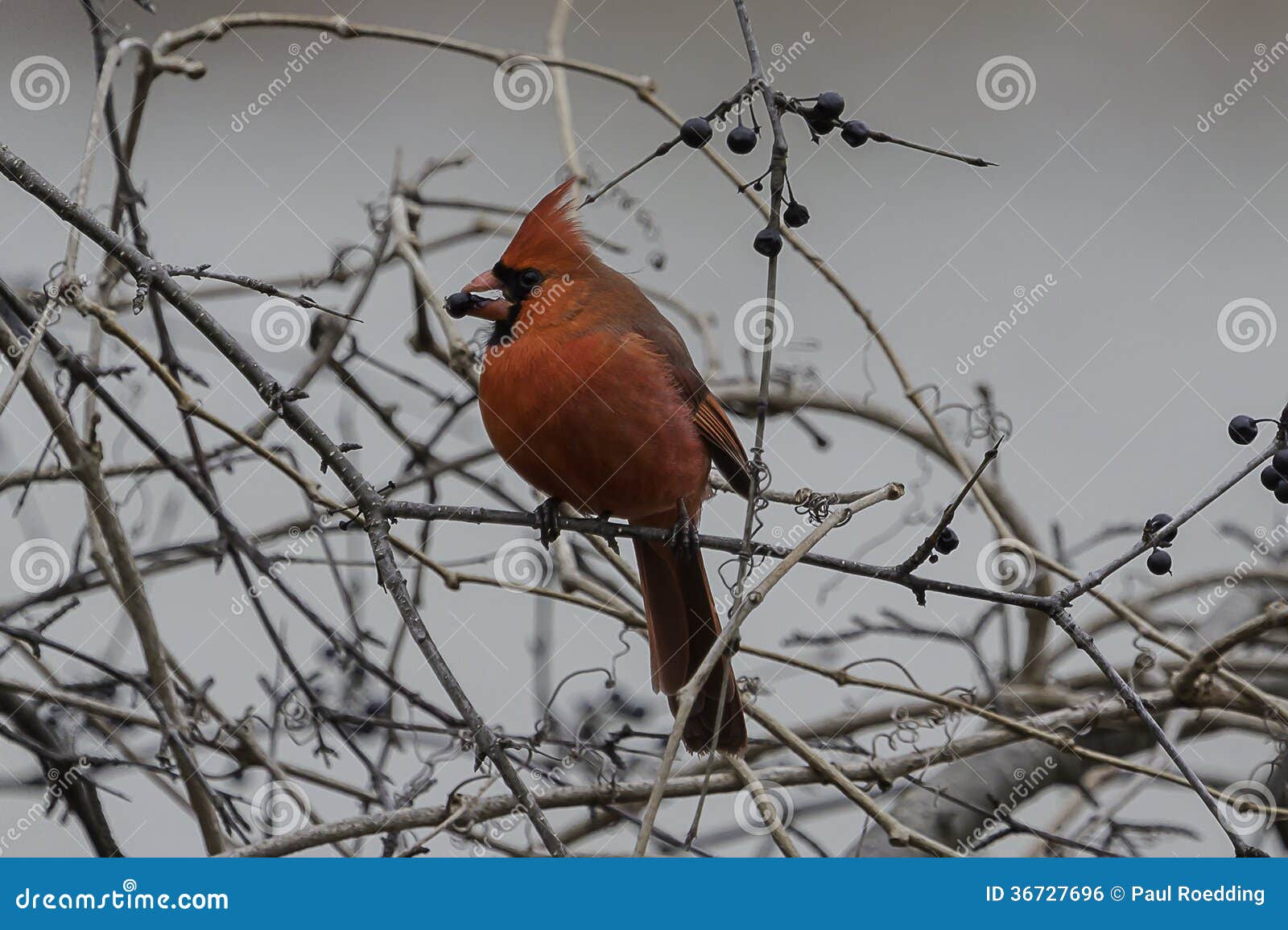 Northern Cardinal Male stock photo. Image of park, ornithology - 36727696