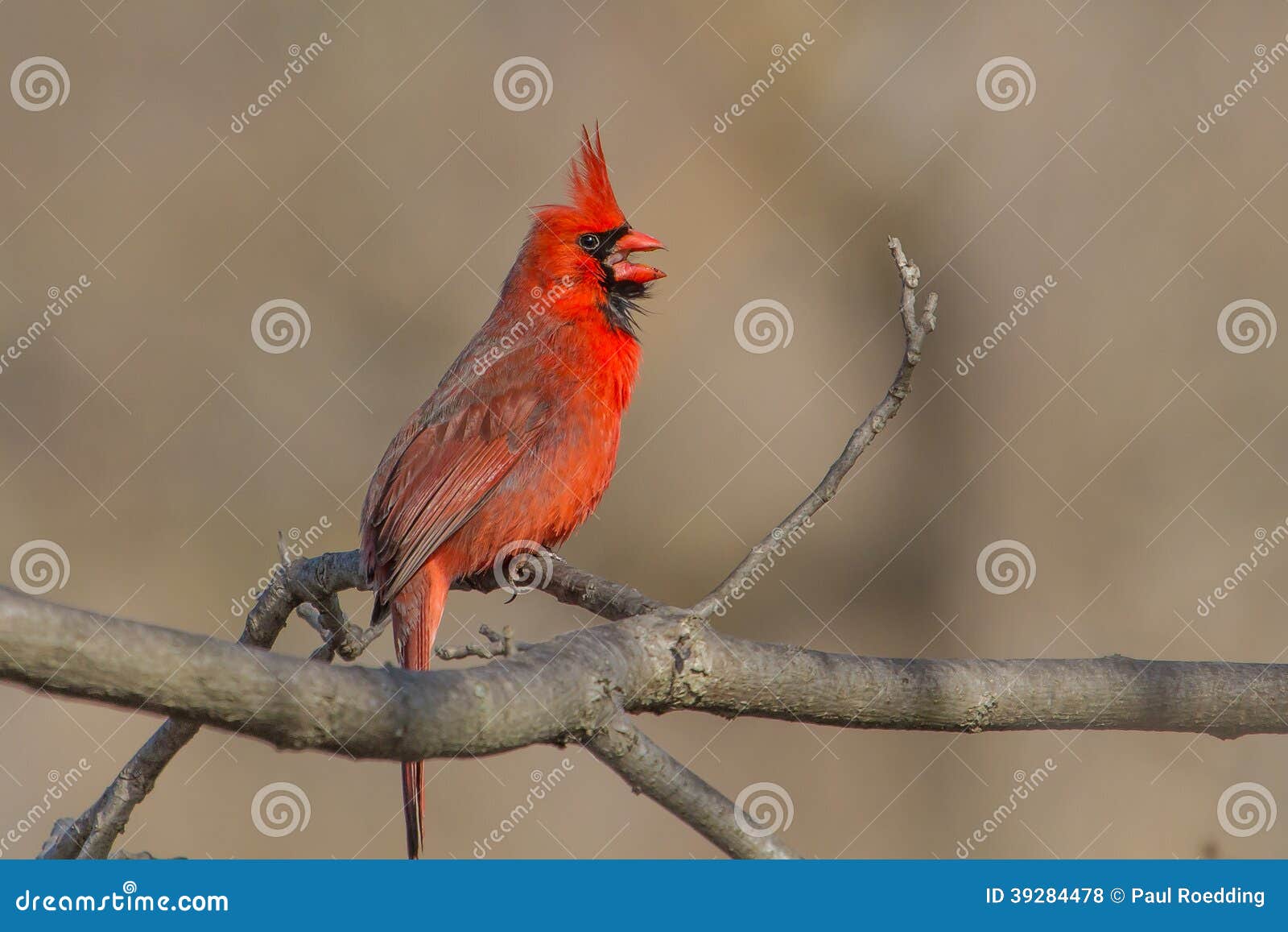 Northern Cardinal stock photo. Image of limb, branch - 39284478