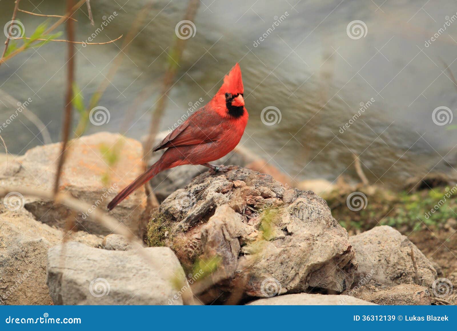 Northern cardinal stock image. Image of male, common - 36312139