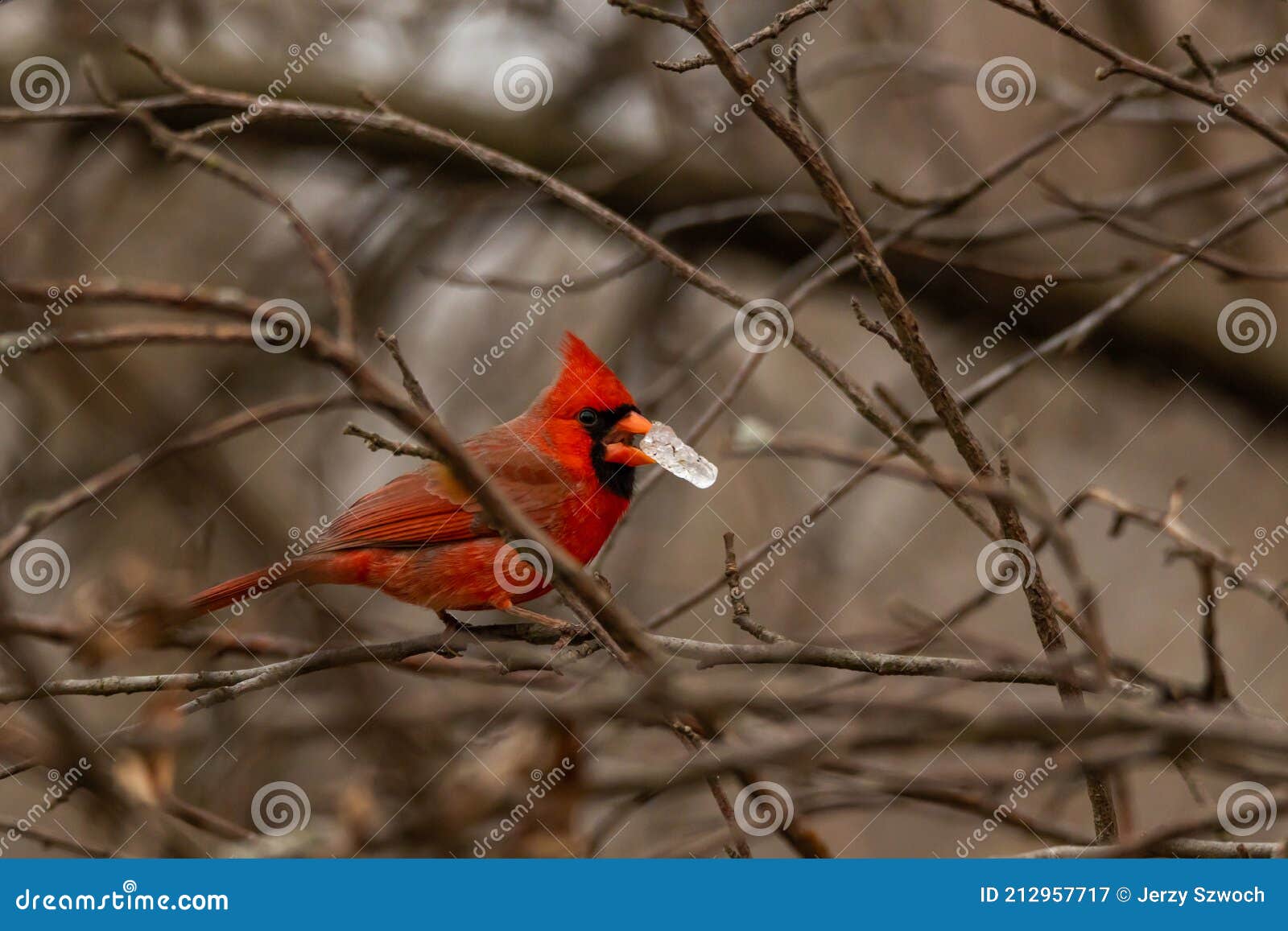 Northern Cardinal March Afternoon on the Branches Stock Image - Image ...