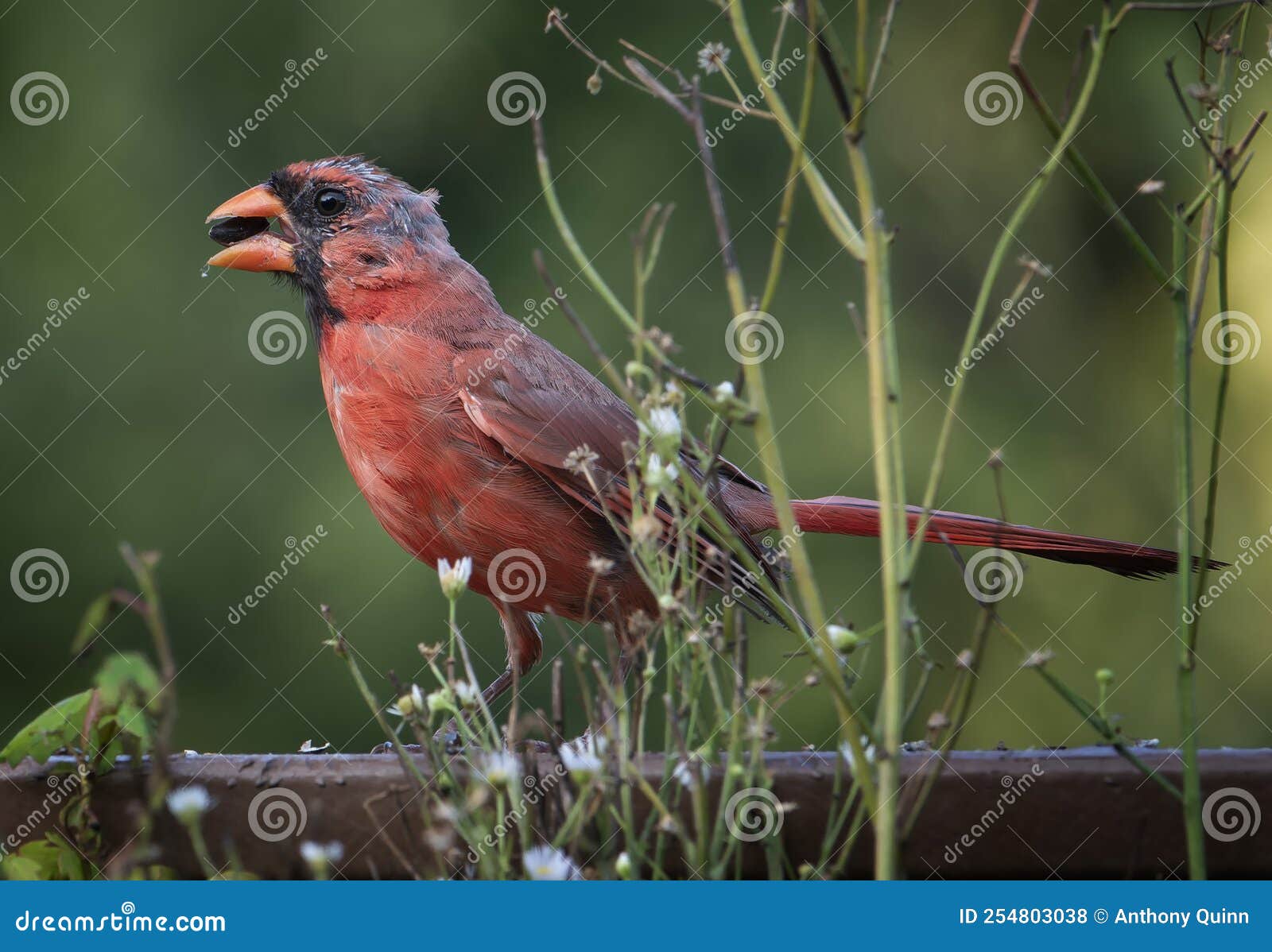 Northern Cardinal in the Molting Season Stock Photo - Image of losing ...