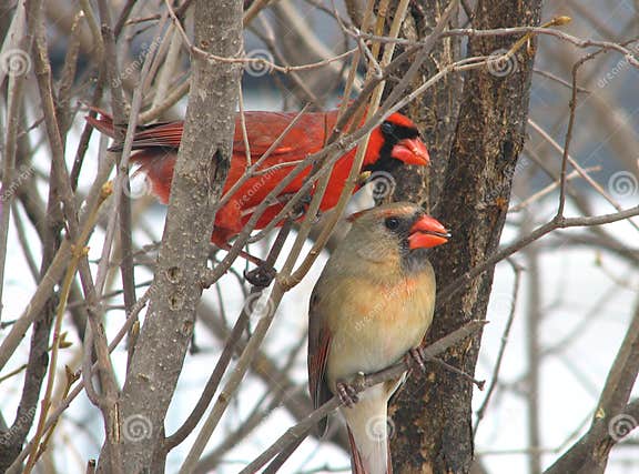 Northern Cardinal Pair stock image. Image of seed, cardinals - 620191