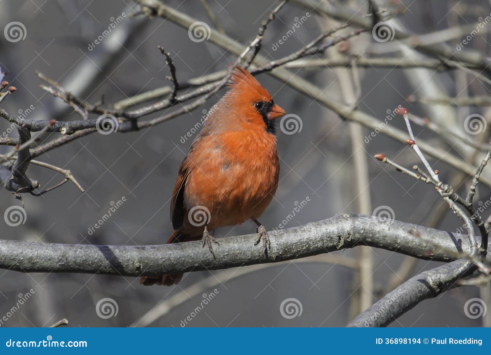 Northern Cardinal stock photo. Image of crest, cardinalis - 36898194