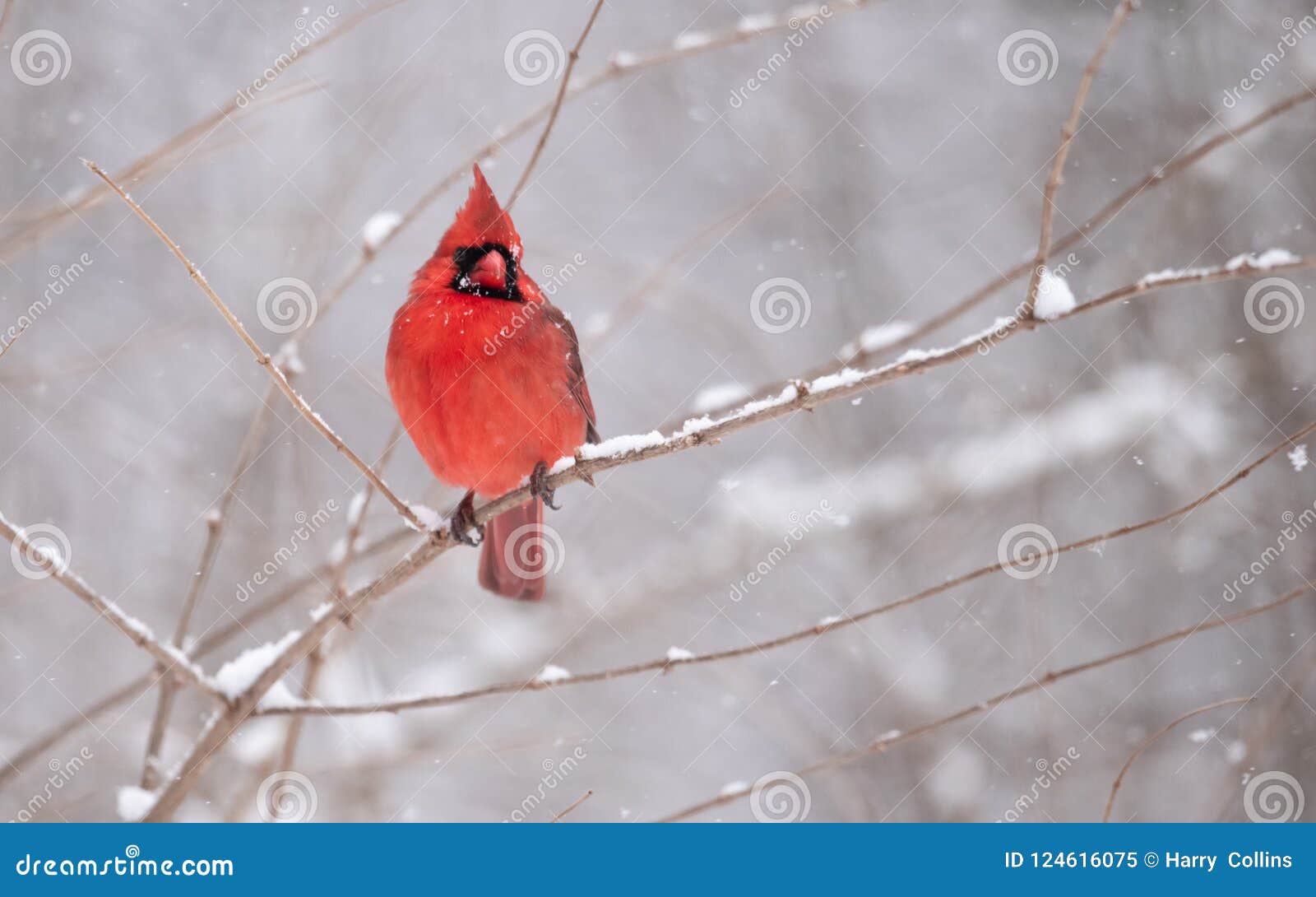 Northern Cardinal Perched on a Branch Stock Image - Image of landscape ...