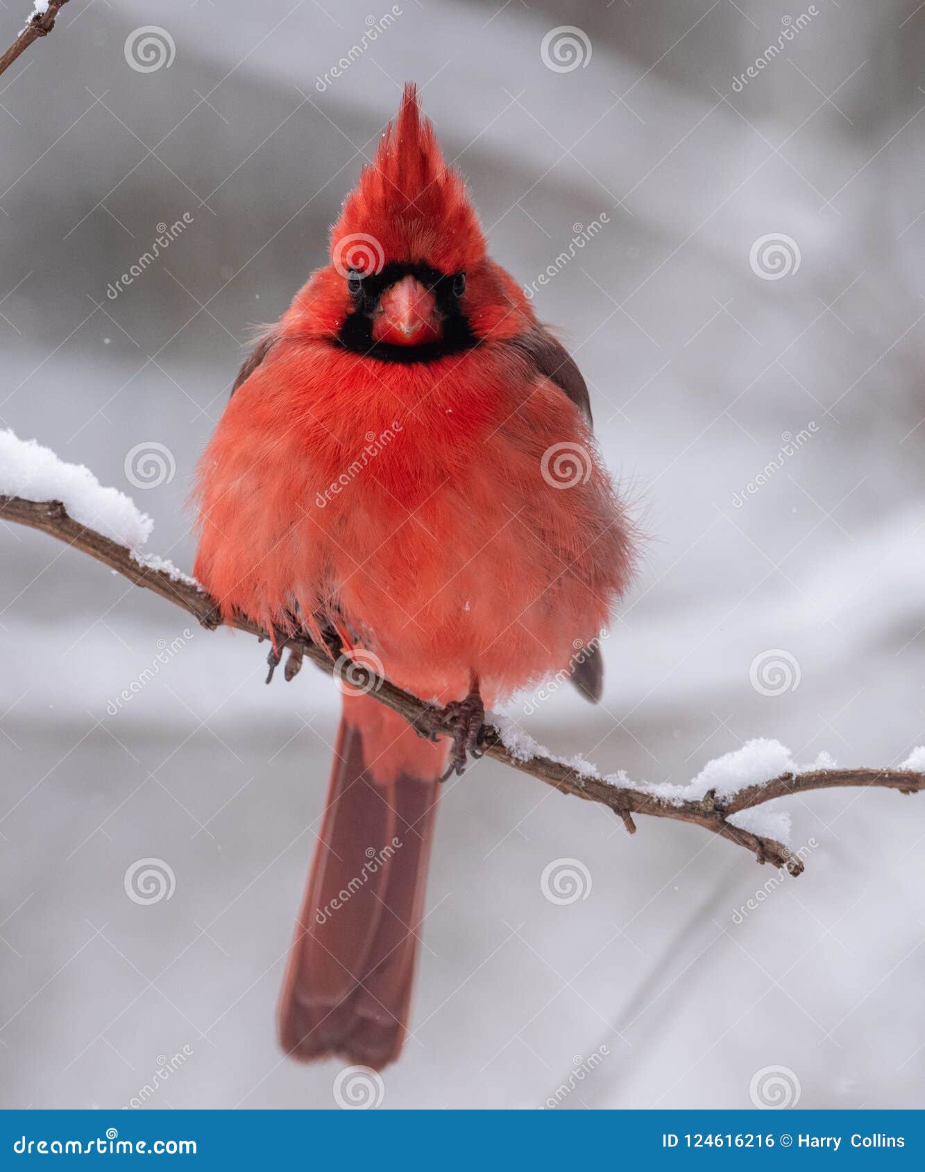 Northern Cardinal Perched on a Branch Stock Photo - Image of avian ...