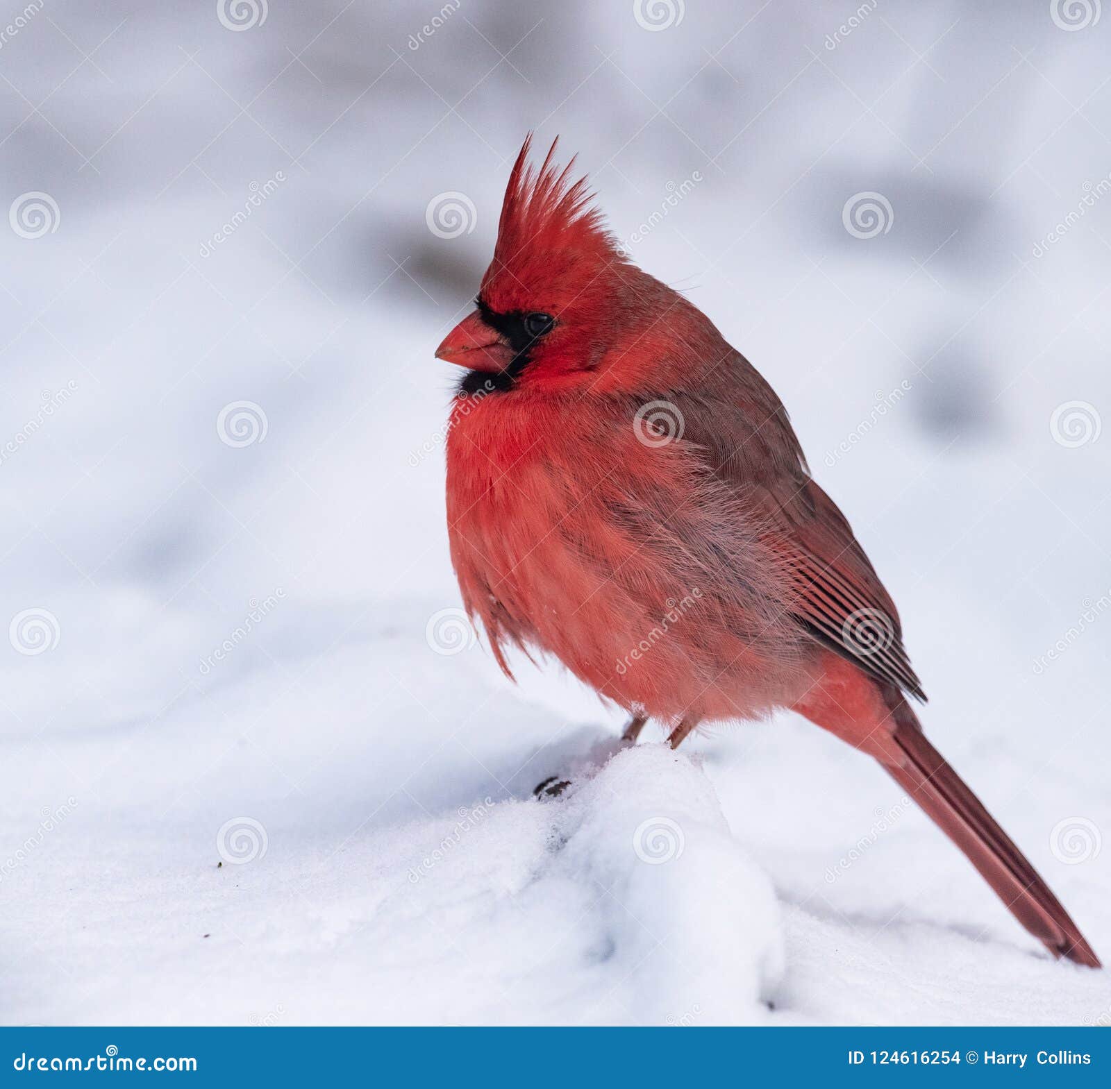 Northern Cardinal Perched on a Branch Stock Photo - Image of branch ...