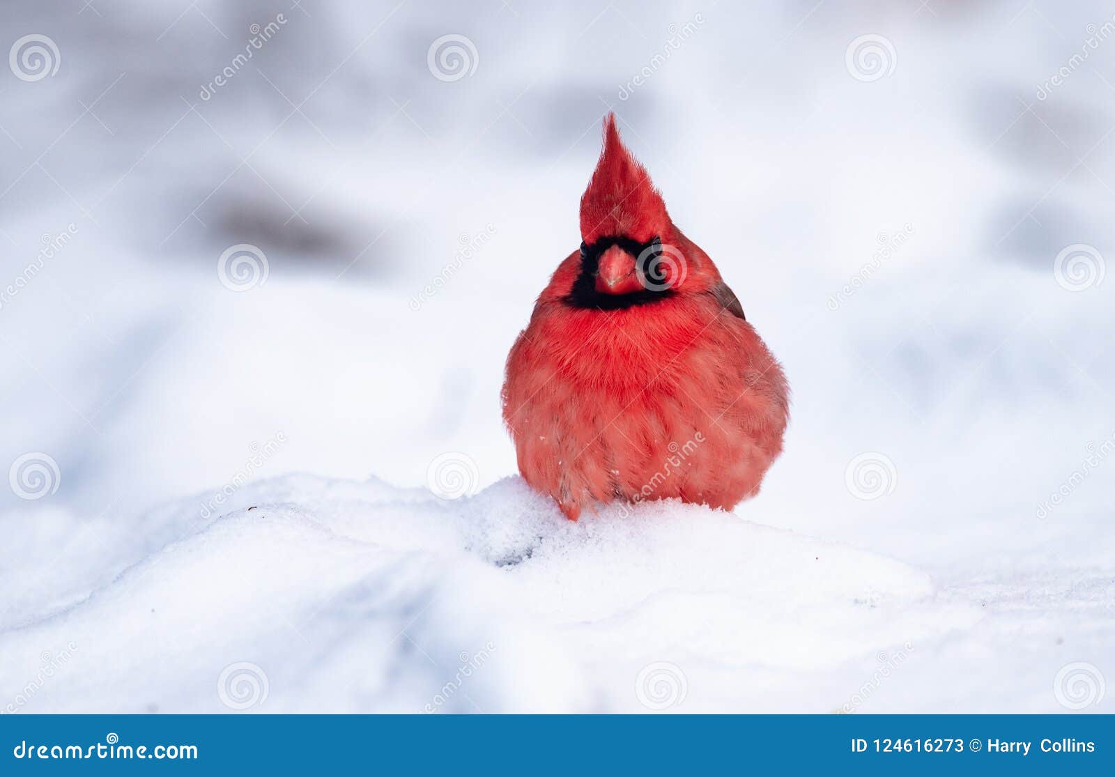 Northern Cardinal Perched on a Branch Stock Image - Image of bird ...