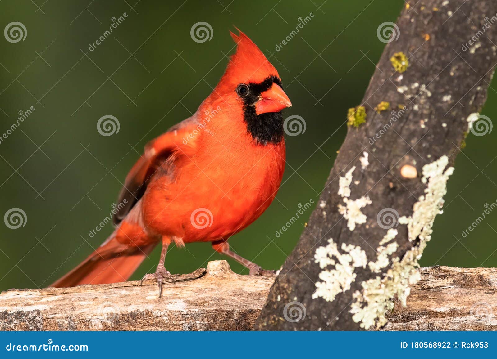 Northern Cardinal Perched on a Branch of a Tree Stock Photo - Image of ...