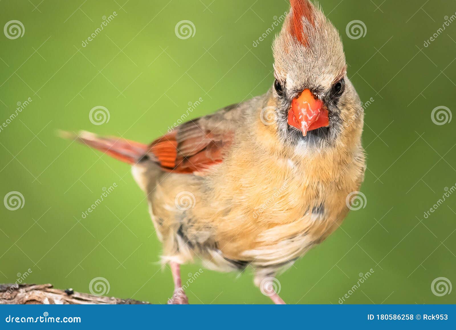 Northern Cardinal Perched on a Branch of a Tree Stock Photo - Image of ...