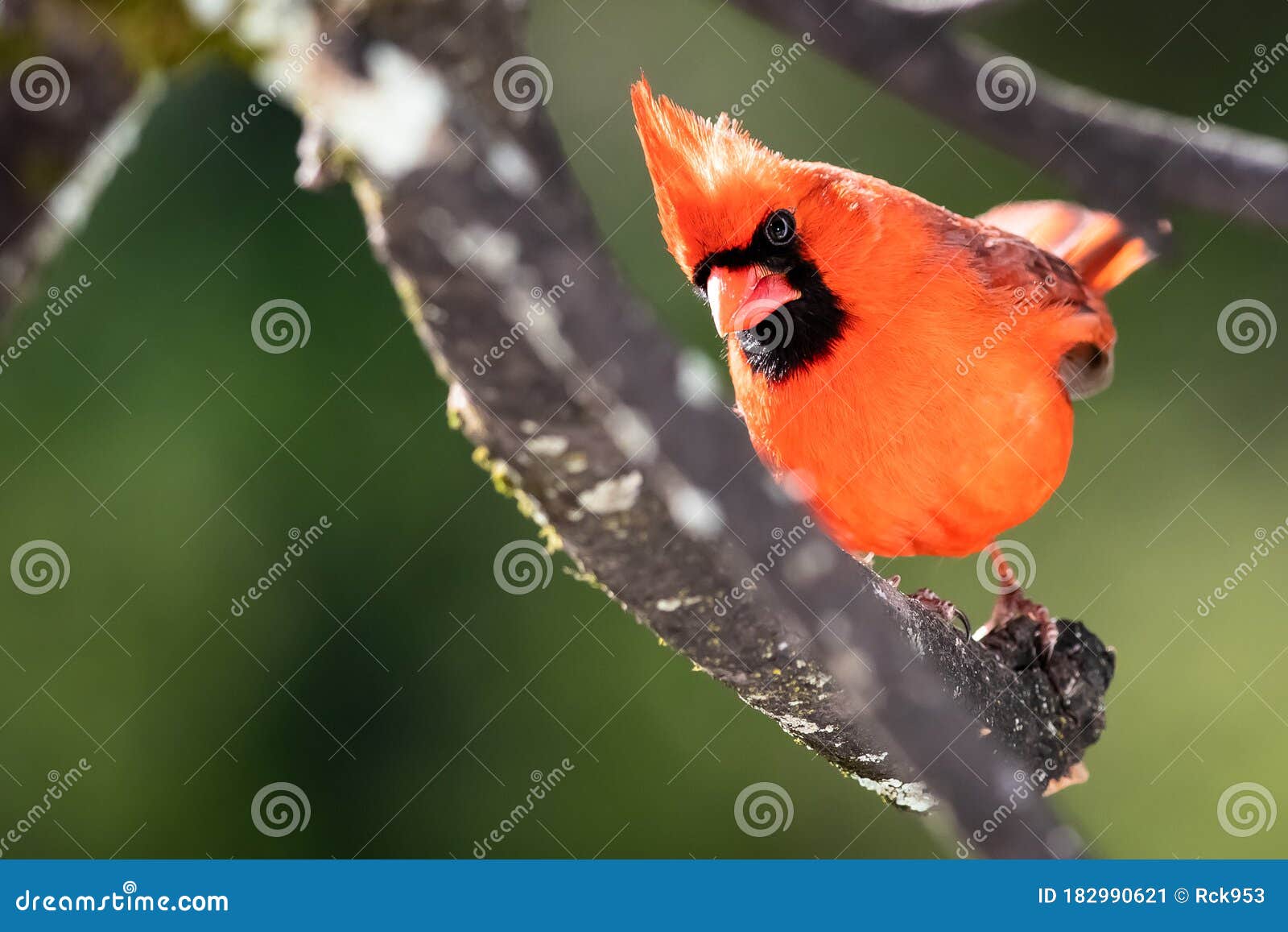 Northern Cardinal Perched on a Branch of a Tree Stock Image - Image of ...
