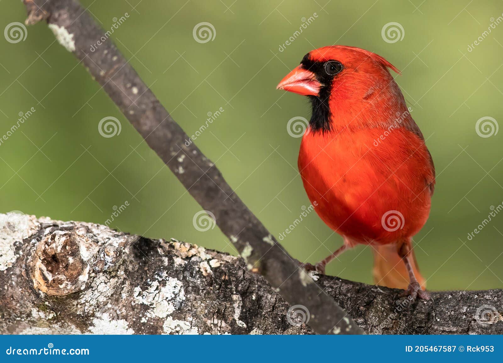 Northern Cardinal Perched on a Branch of a Tree Stock Image - Image of ...