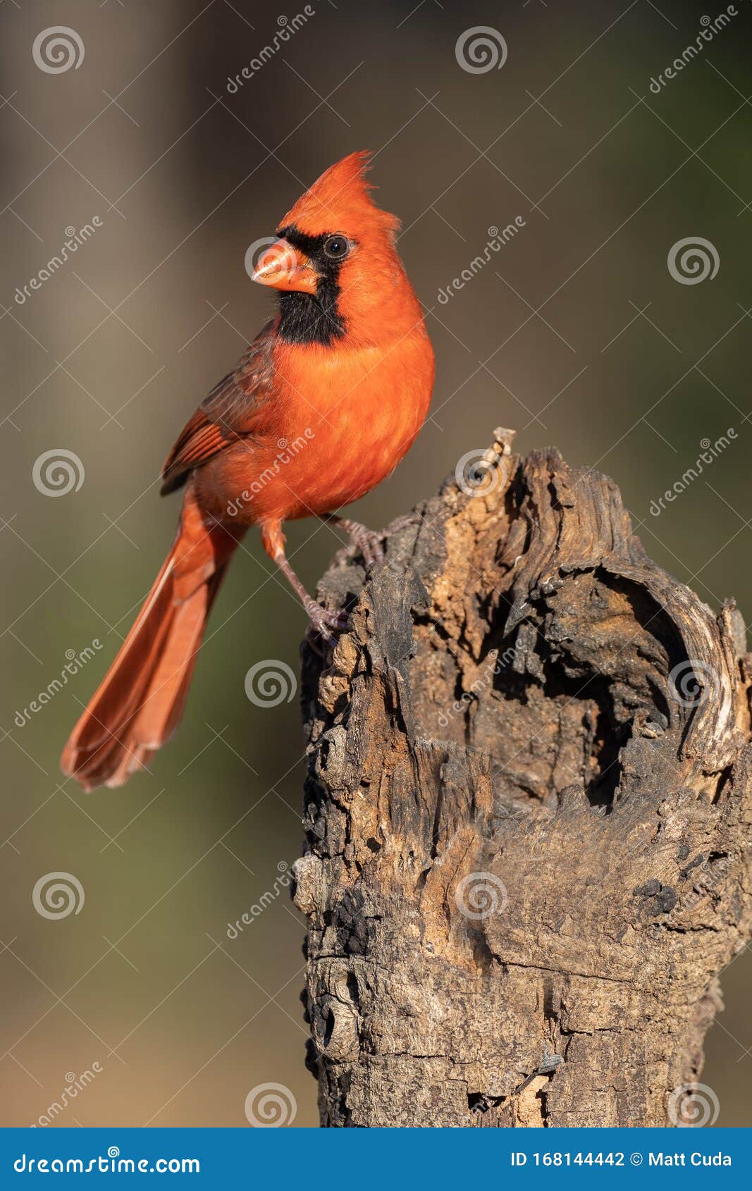 Northern Cardinal Perched on a Log Stock Photo - Image of card ...