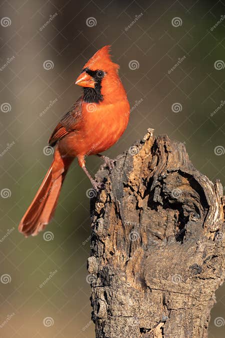 Northern Cardinal Perched on a Log Stock Photo - Image of card ...