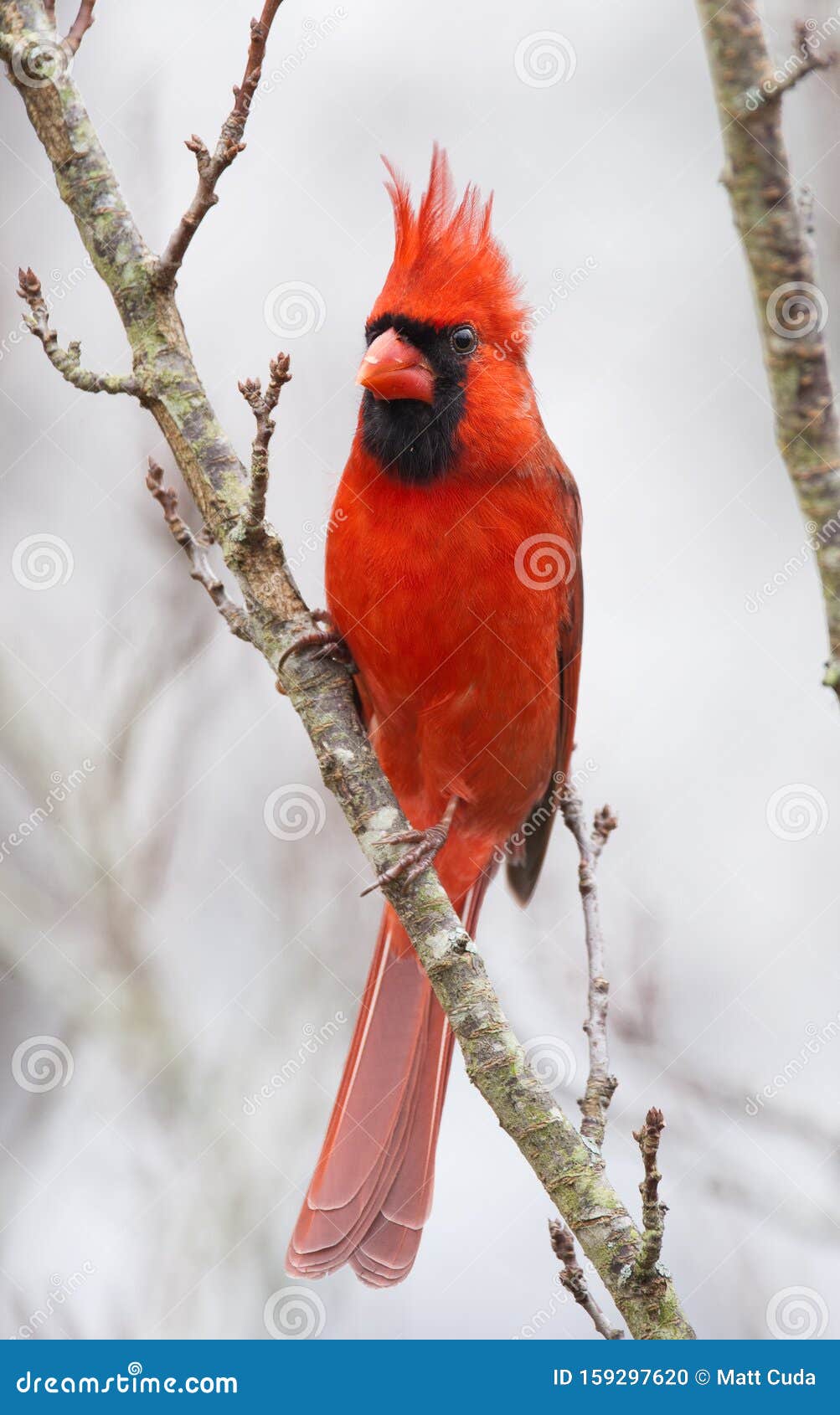Northern Cardinal Perched stock photo. Image of crest - 159297620
