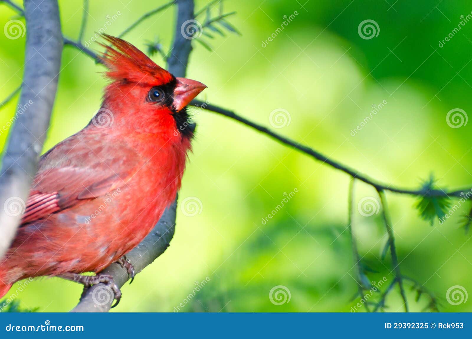 Northern Cardinal Perched in a Tree Stock Image - Image of north, bird ...
