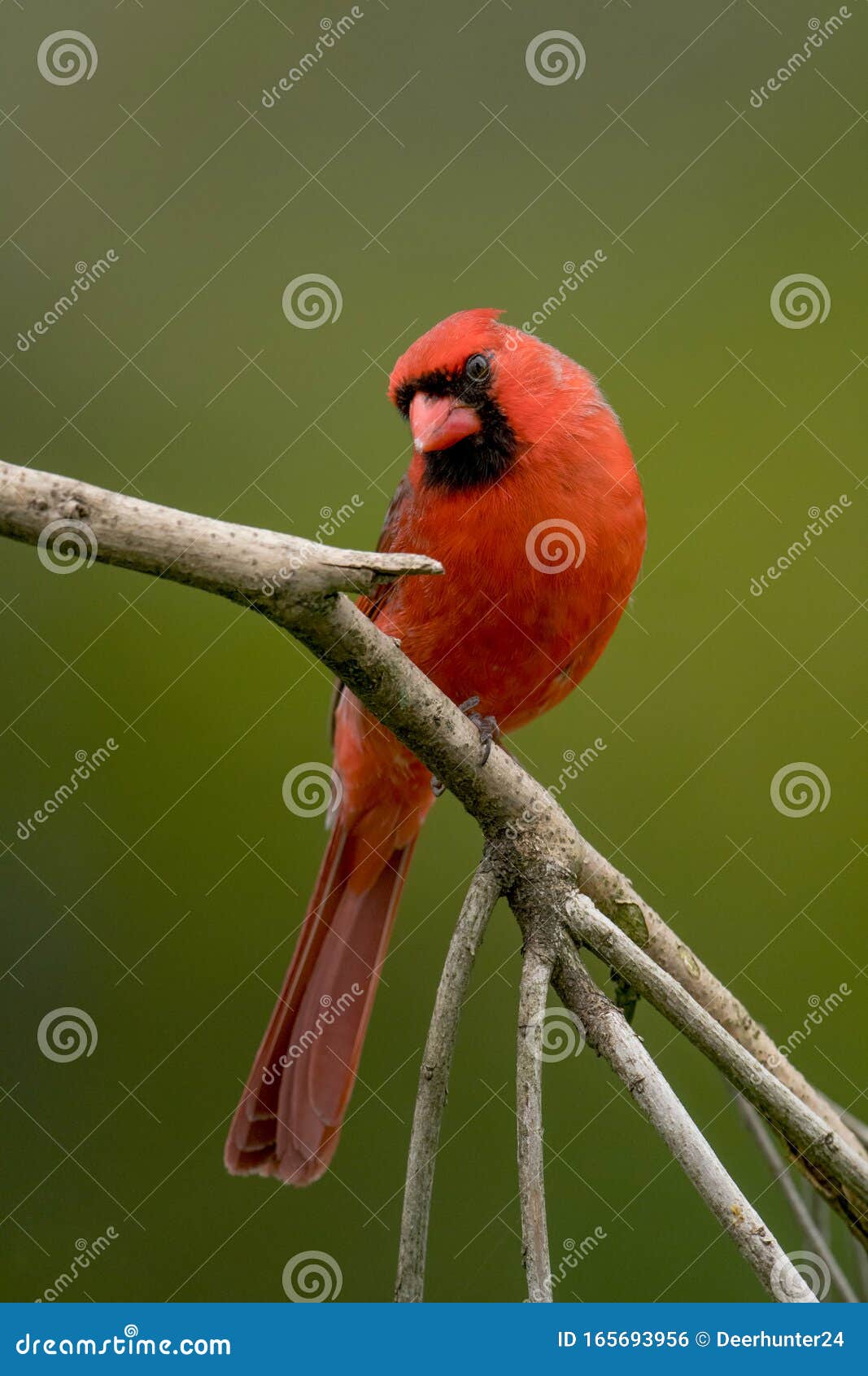Northern Cardinal Perched on a Tree Branch Stock Photo - Image of limb ...