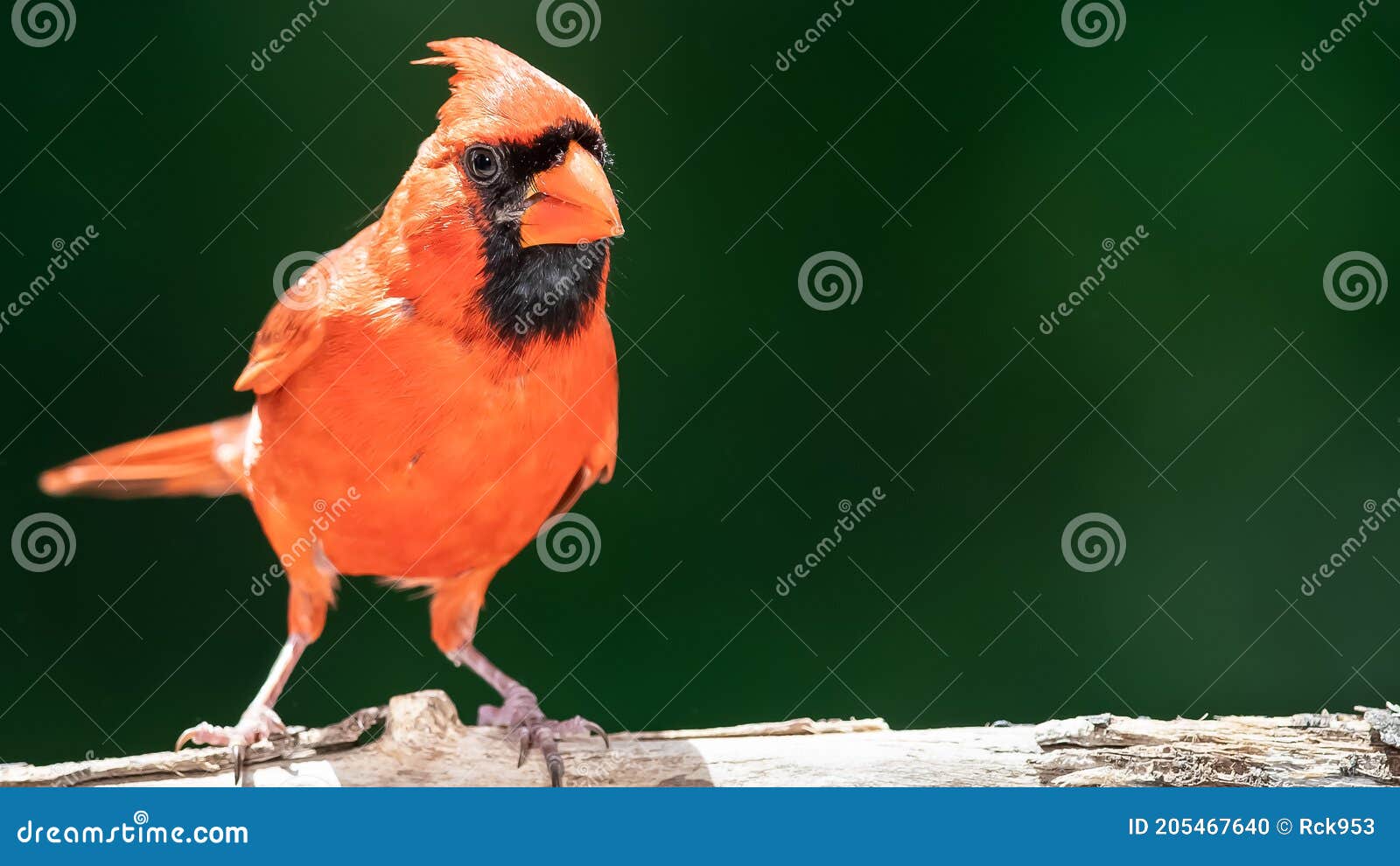 Northern Cardinal Perched on a Tree Branch Stock Photo - Image of north ...