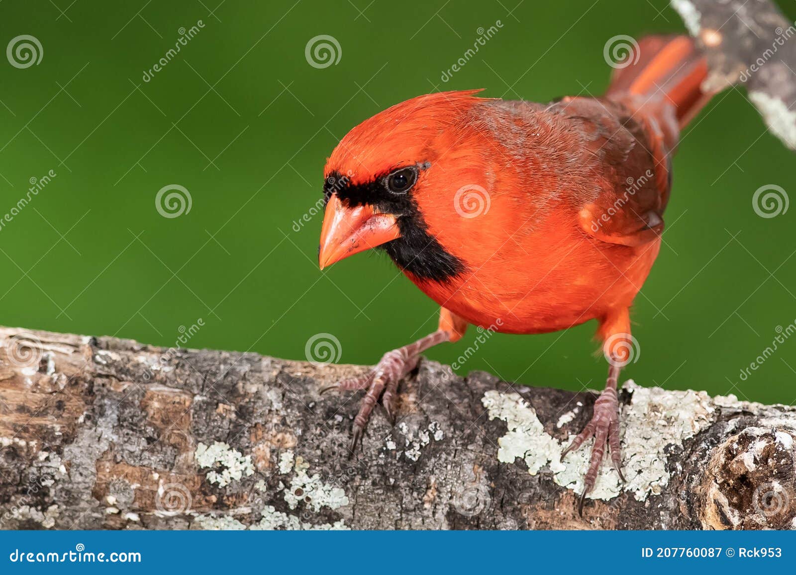 Northern Cardinal Perched on a Tree Branch Stock Image - Image of wild ...