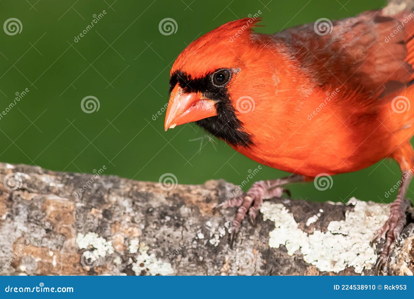 Northern Cardinal Perched on a Tree Branch Stock Photo - Image of male ...