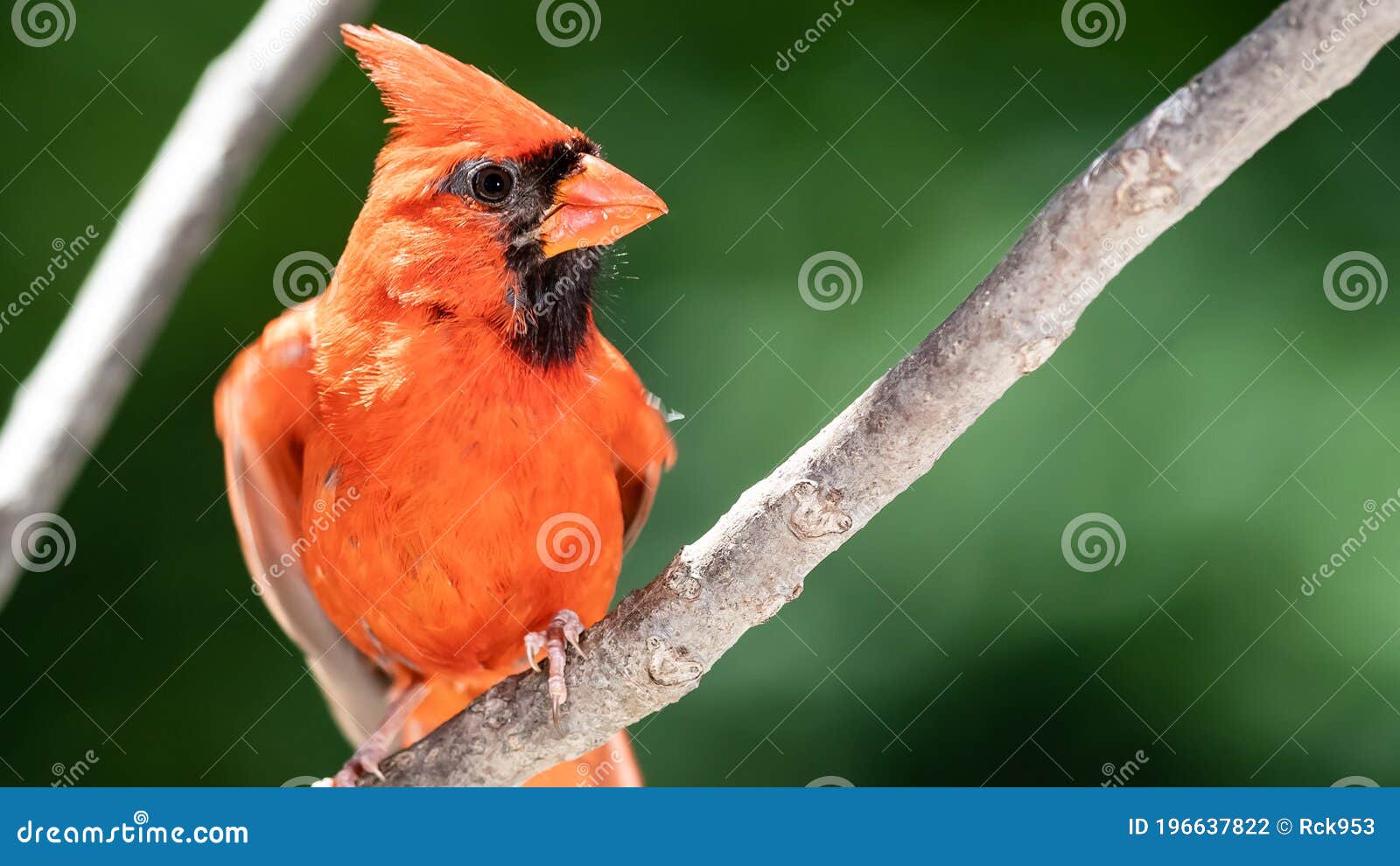 Northern Cardinal Perched on a Tree Branch Stock Photo - Image of ...