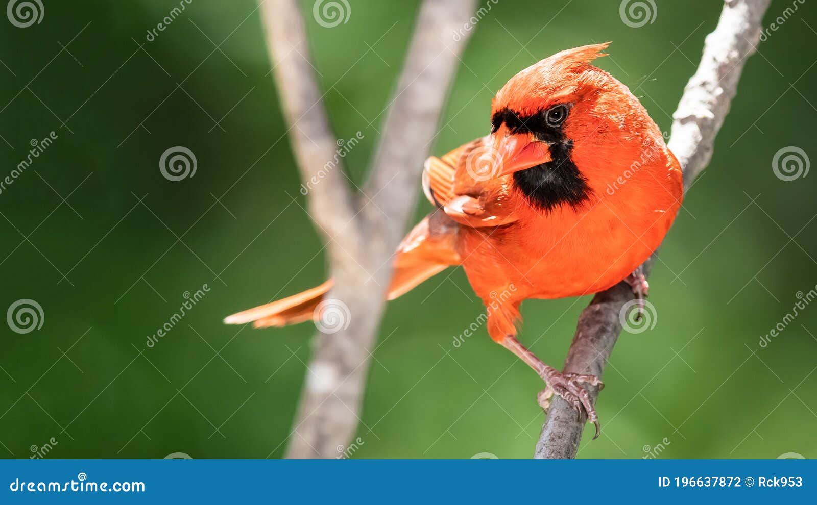 Northern Cardinal Perched on a Tree Branch Stock Photo - Image of wild ...