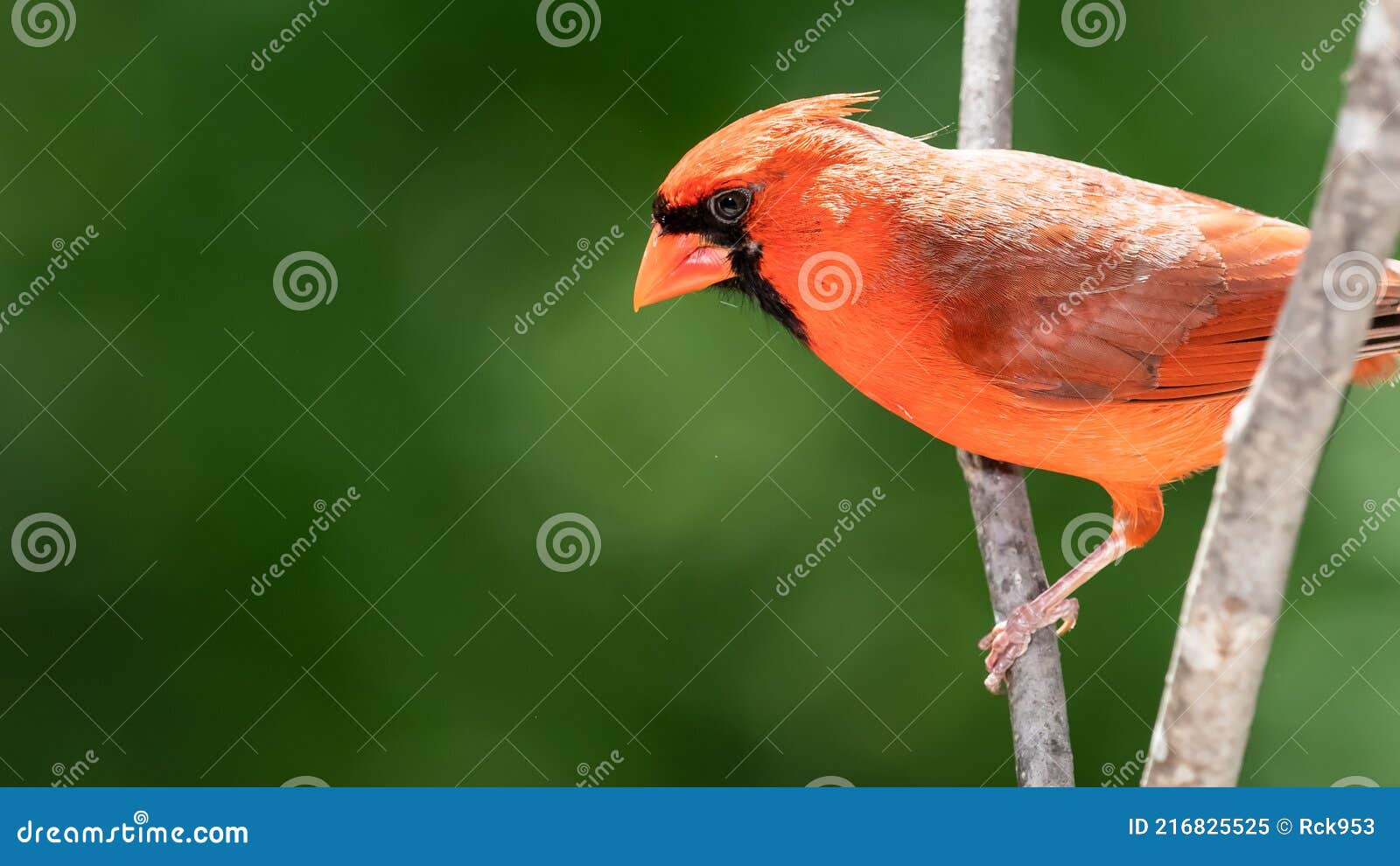 Northern Cardinal Perched on a Tree Branch Stock Image - Image of bill ...