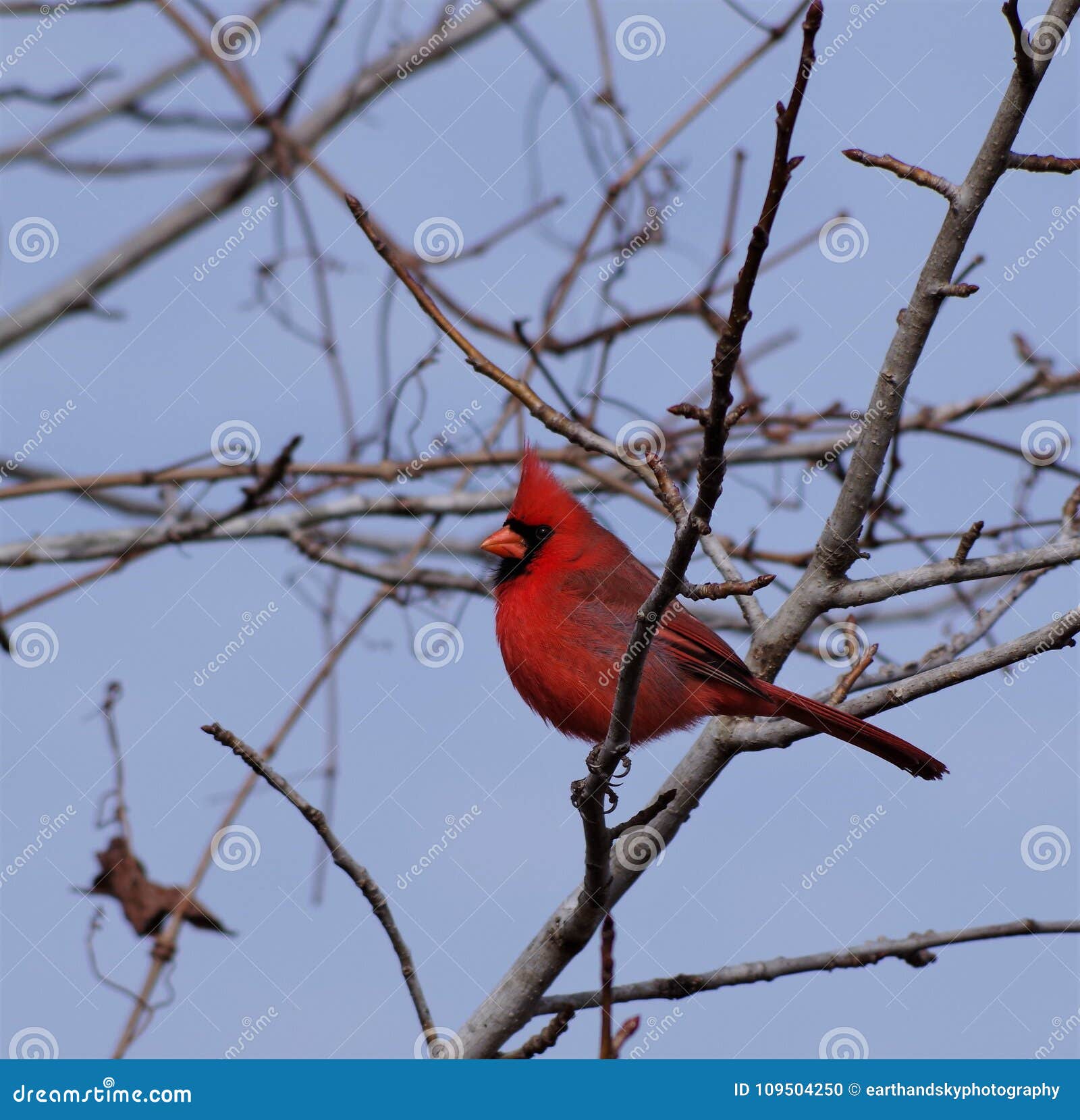 Northern Cardinal Perched on Tree Branches Stock Photo - Image of ...