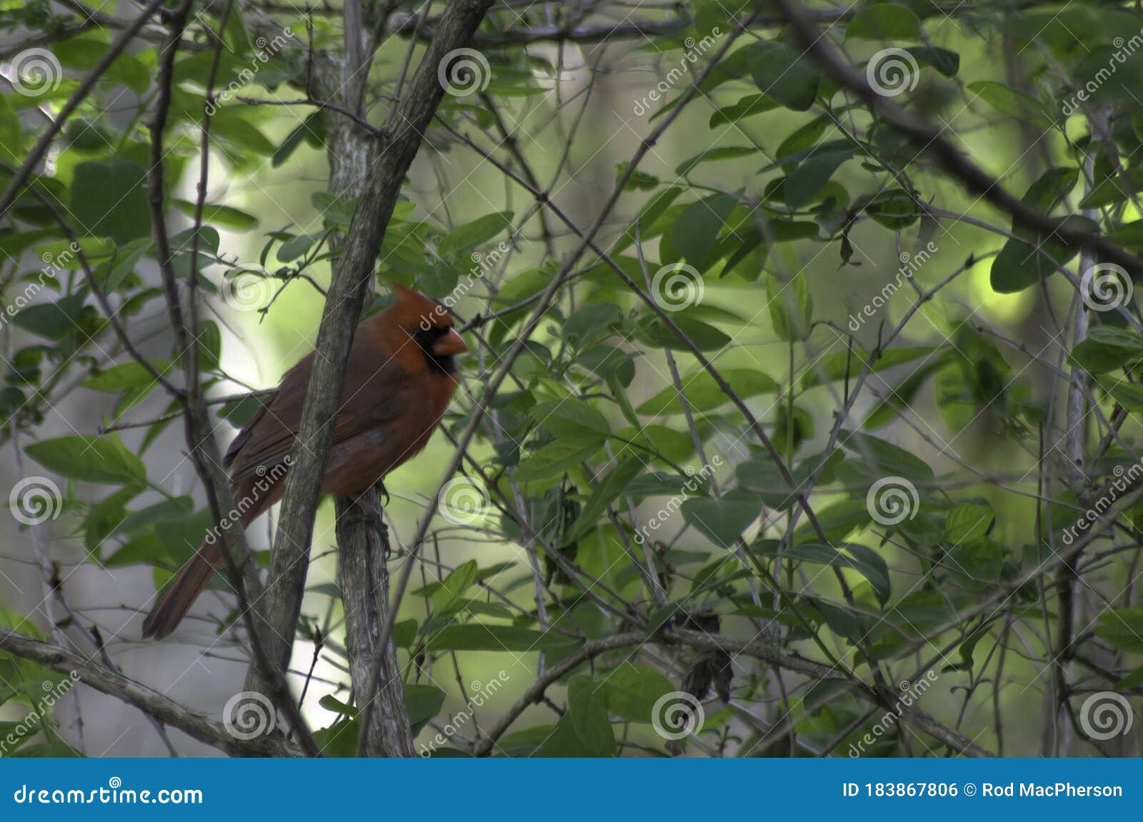 Northern Cardinal Perched in a Tree Stock Photo - Image of people ...