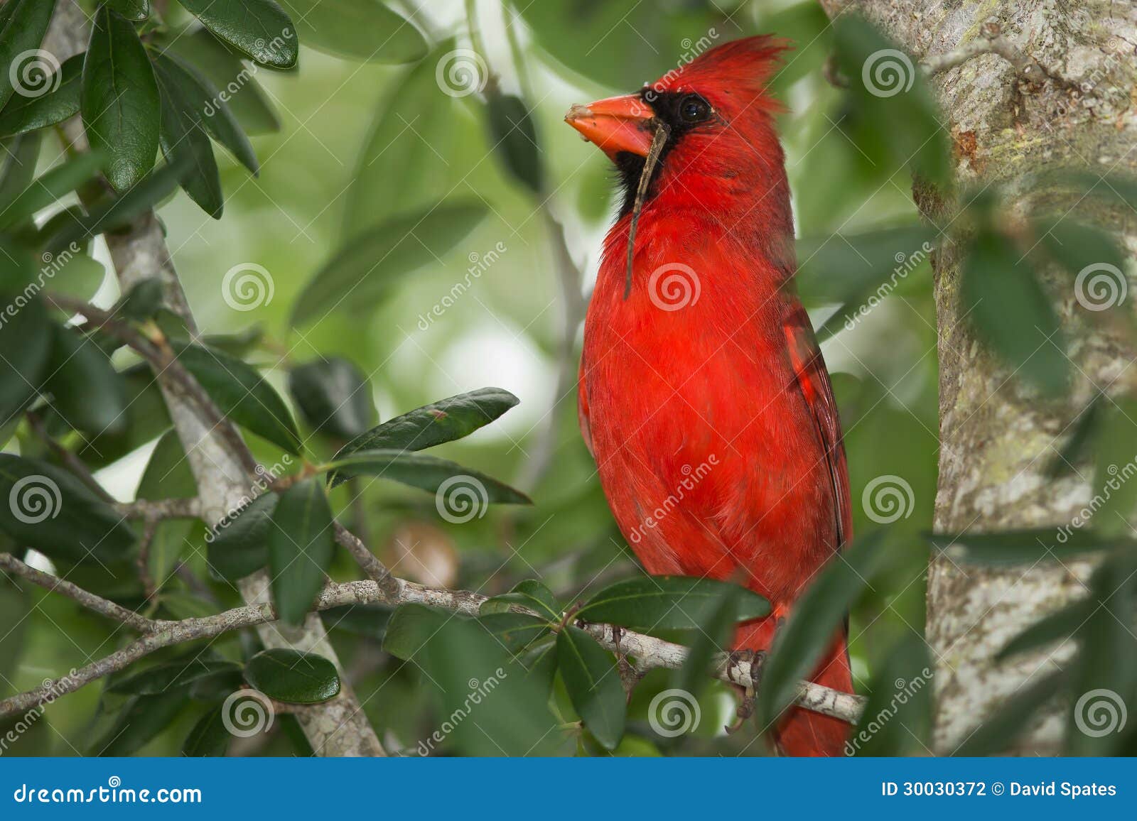 Northern Cardinal stock photo. Image of perched, bird - 30030372