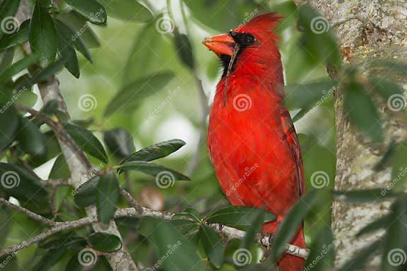Northern Cardinal stock photo. Image of perched, bird - 30030372