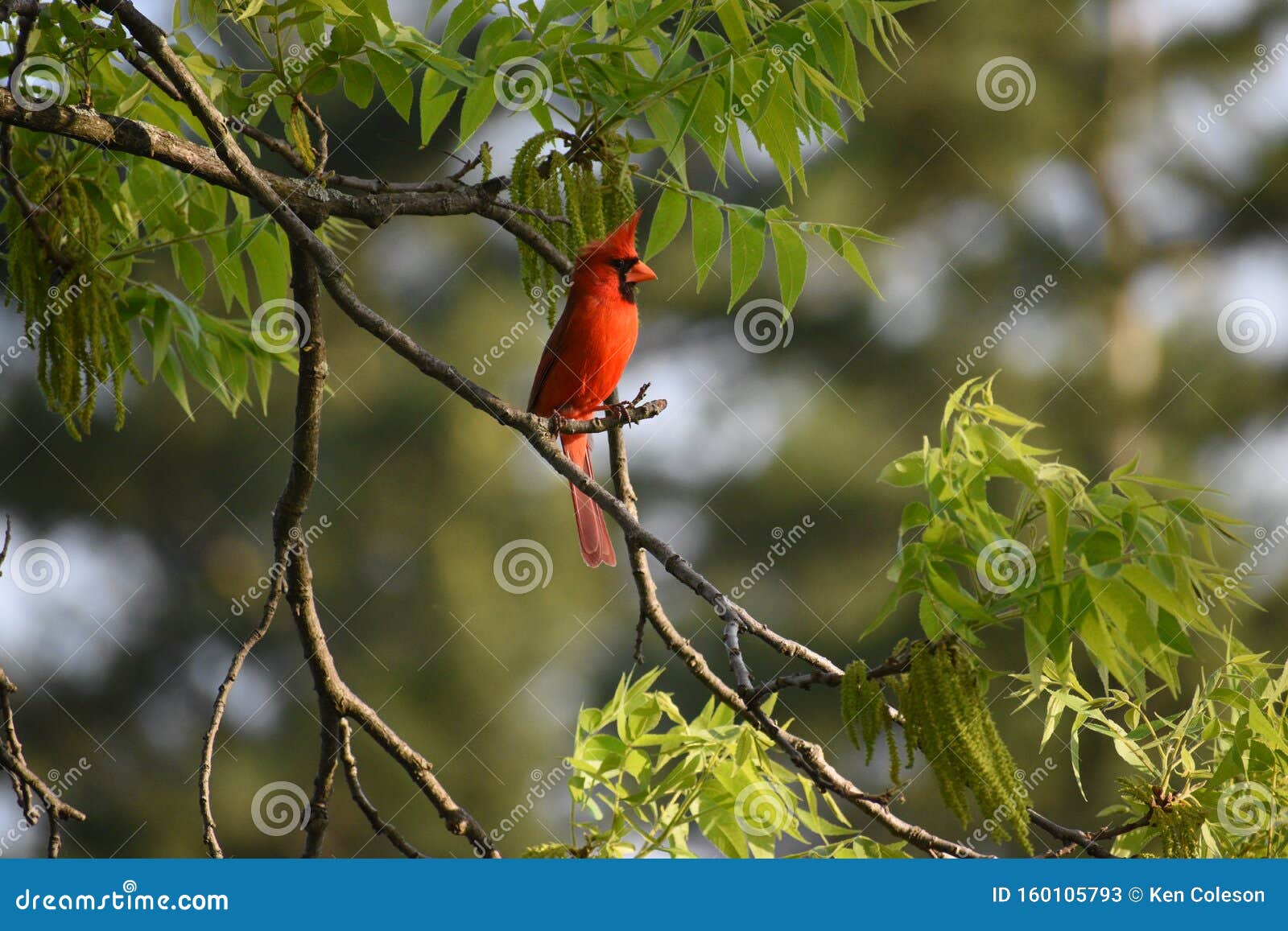 Northern Cardinal Perched in a Tree Stock Image - Image of spring ...