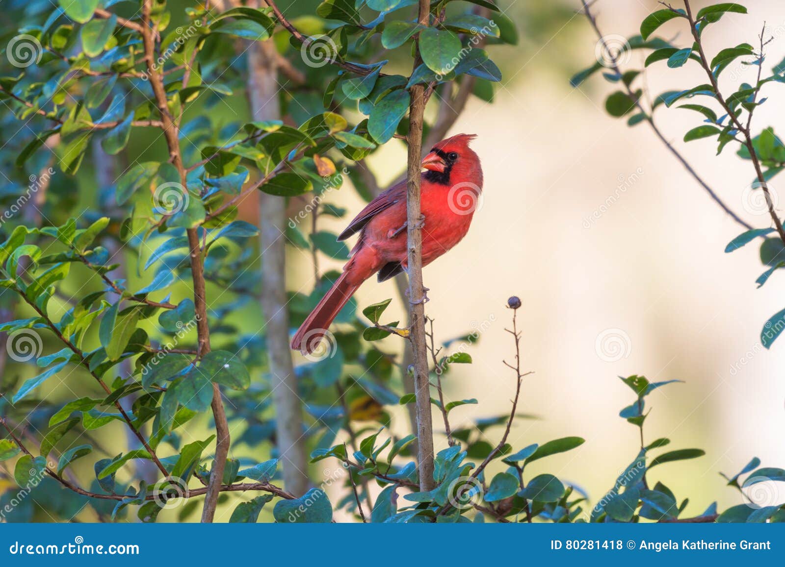 Northern Cardinal stock photo. Image of feathers, redbird - 80281418